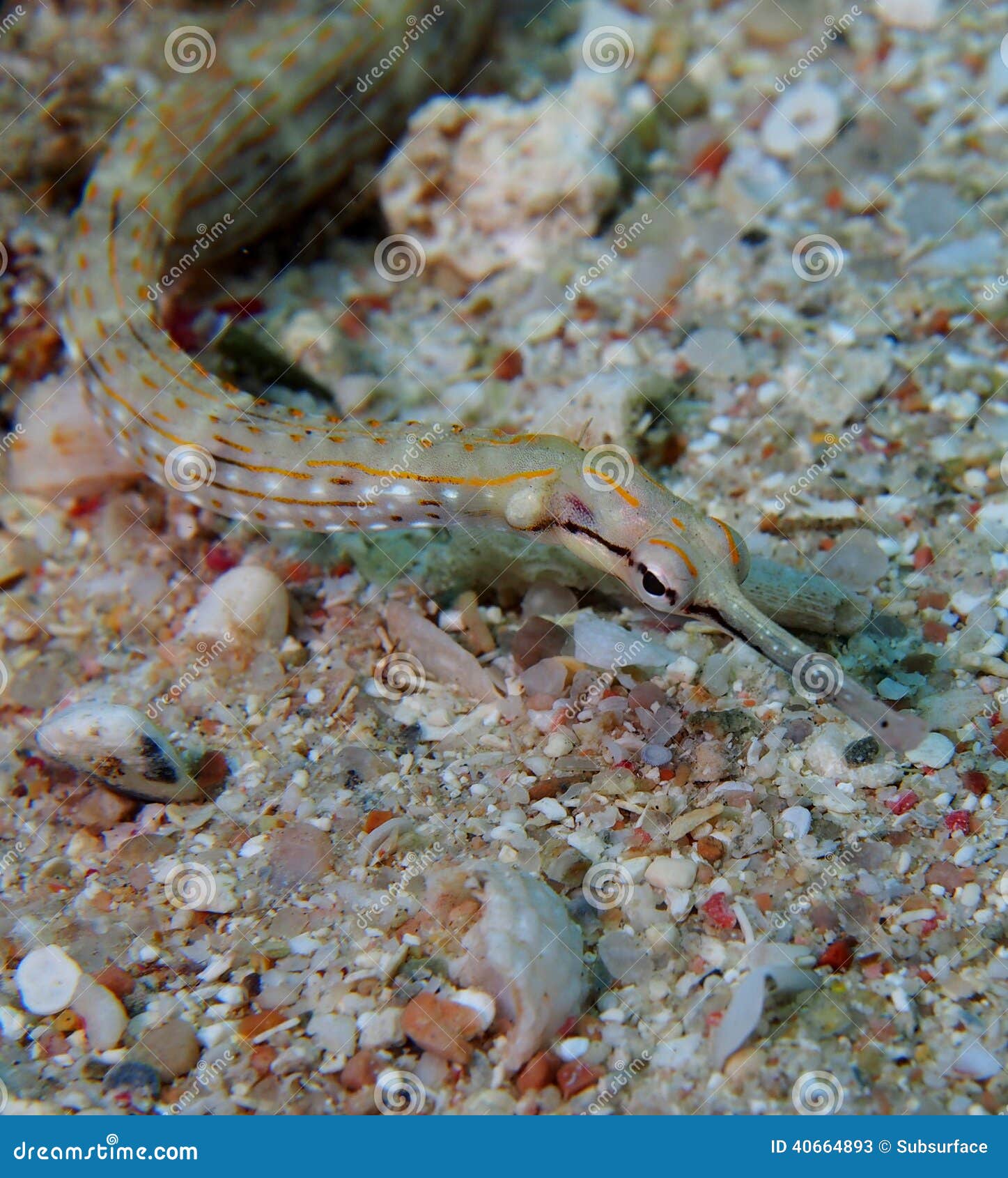 Shultz or Guilded Pipefish Red Sea Stock Image - Image of sheik, shultz ...