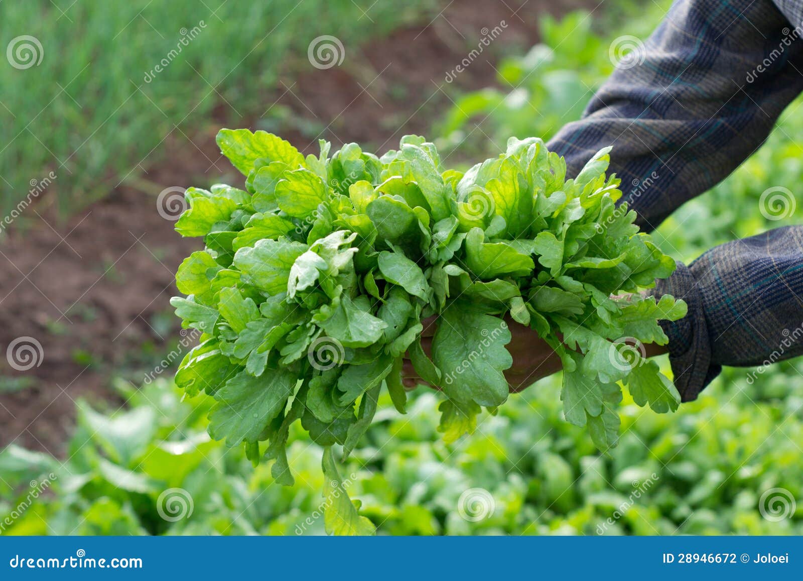 Shungiku stock photo. Image of leaf, hand, chinese, kaiseki - 28946672
