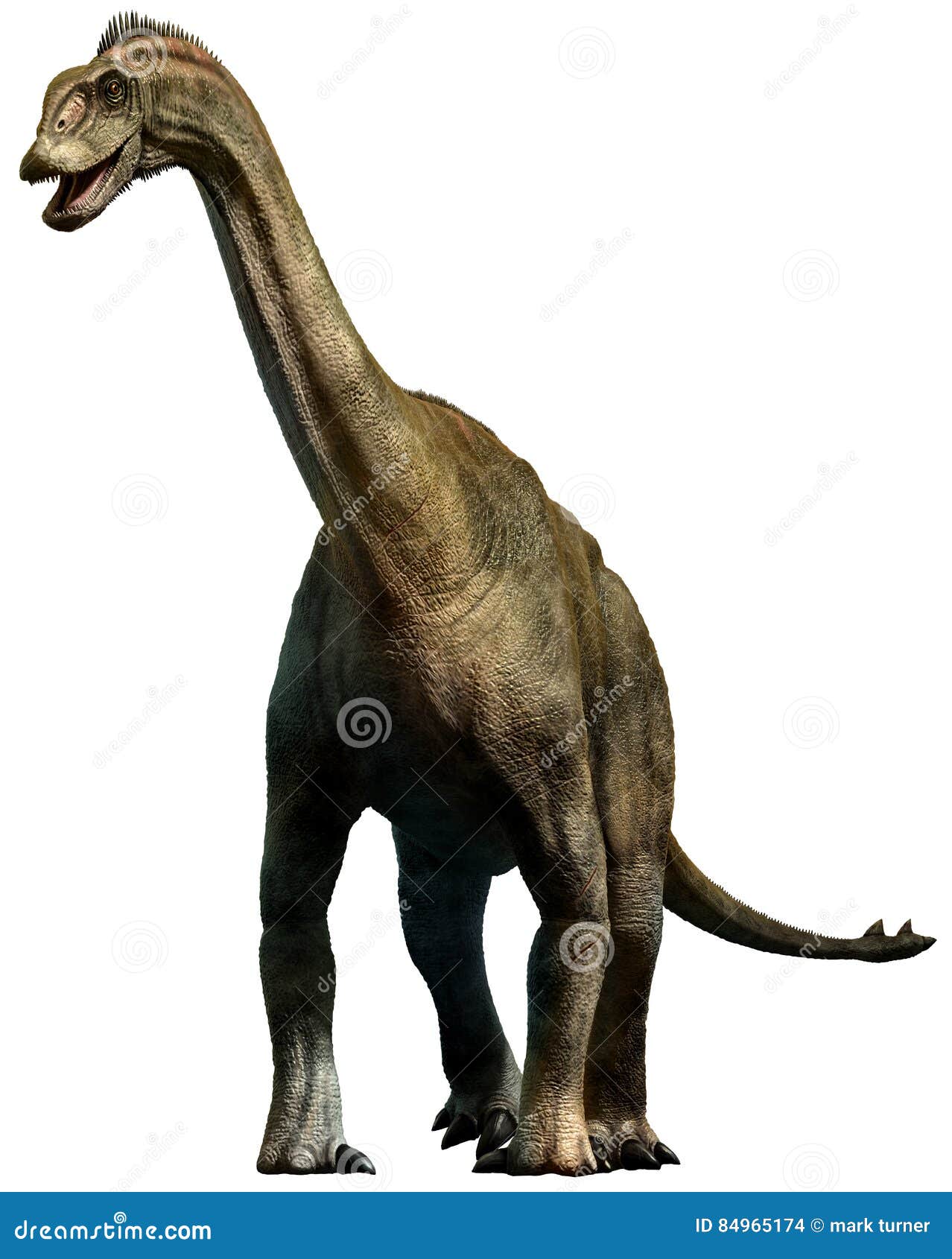 Shunosaurus stock illustration. Illustration of tail - 84965174