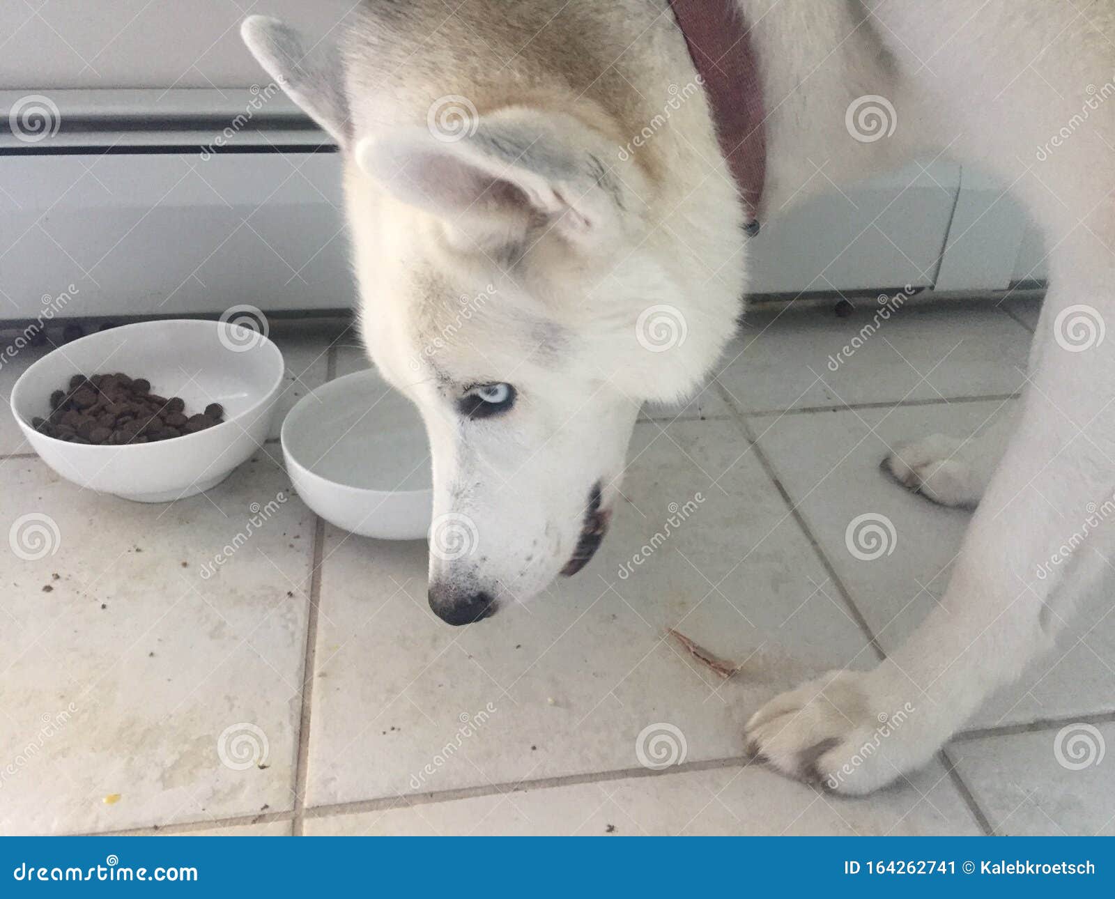 Shusky Siberiano Comiendo De Un Bol Imagen de archivo - Imagen de ...