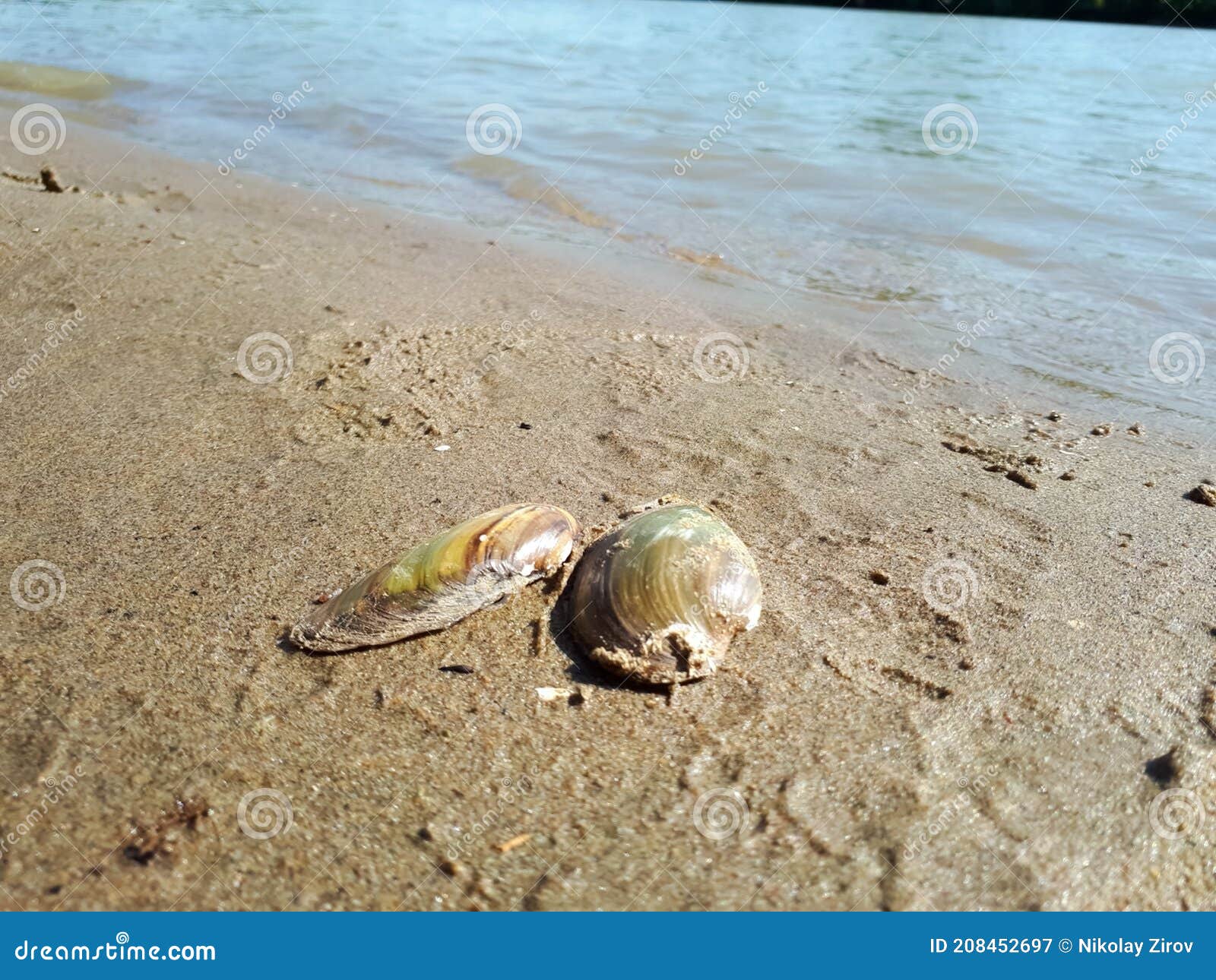 Shutters of the Dead River Shell on the Sandy Bank of the River Stock ...