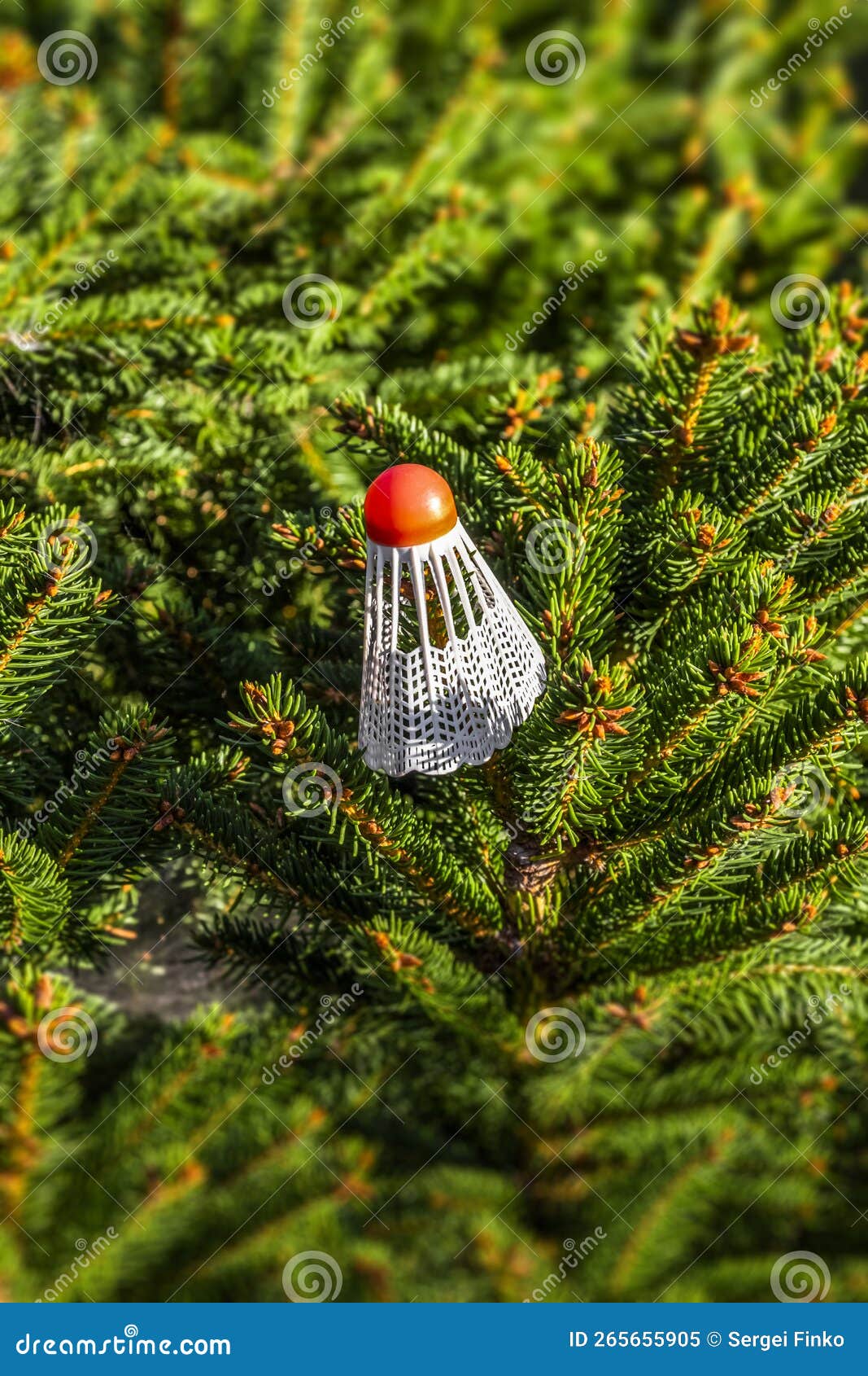 Shuttlecock on a tree stock image. Image of grass, people - 265655905