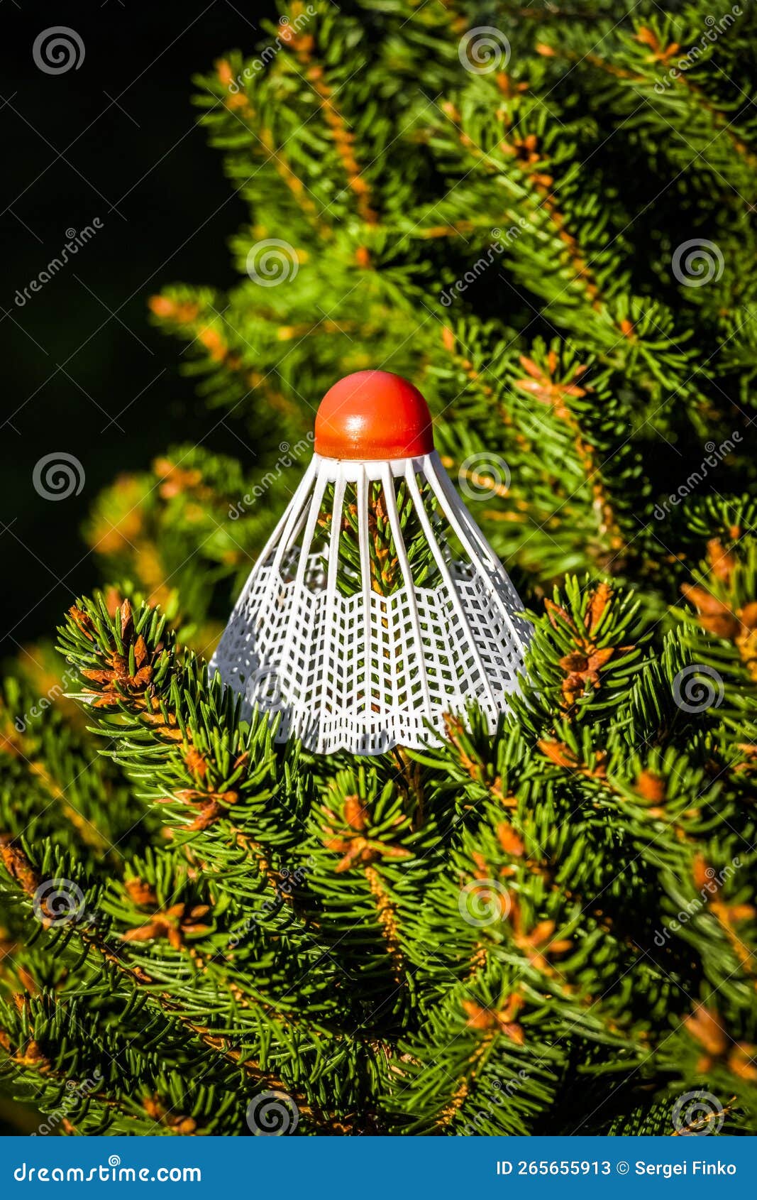 Shuttlecock on a tree stock image. Image of rest, leisure - 265655913