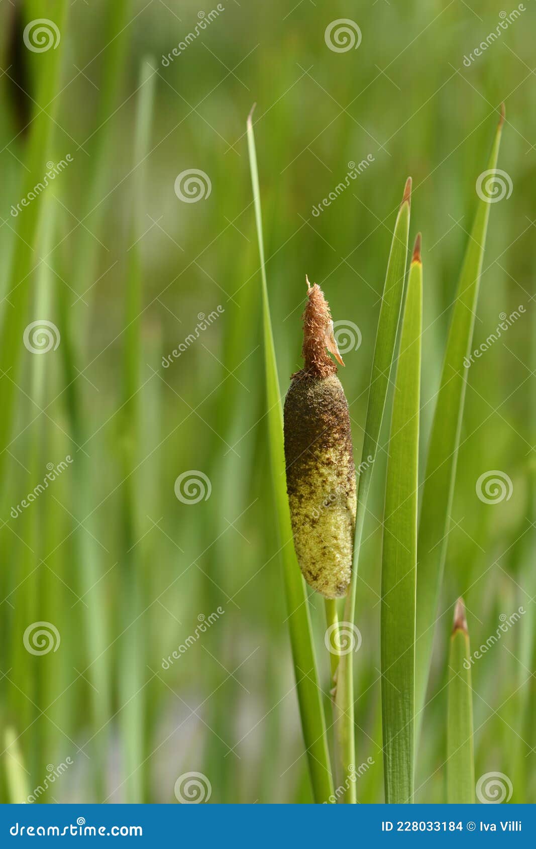 Shuttleworths Cattail stock photo. Image of flower, green - 228033184