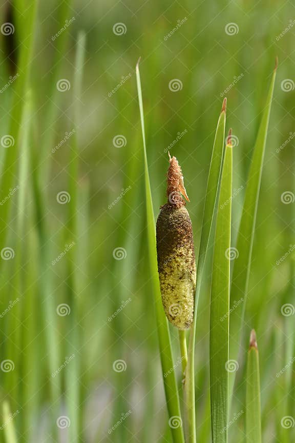 Shuttleworths Cattail stock photo. Image of flower, green - 228033184