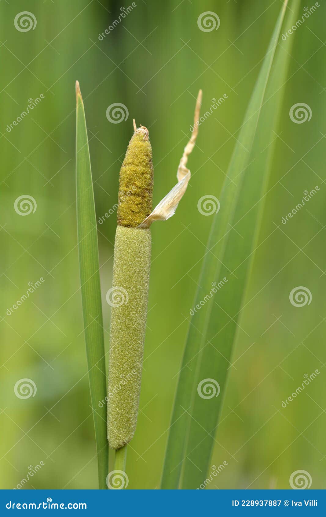Shuttleworths Cattail stock image. Image of spring, typha - 228937887