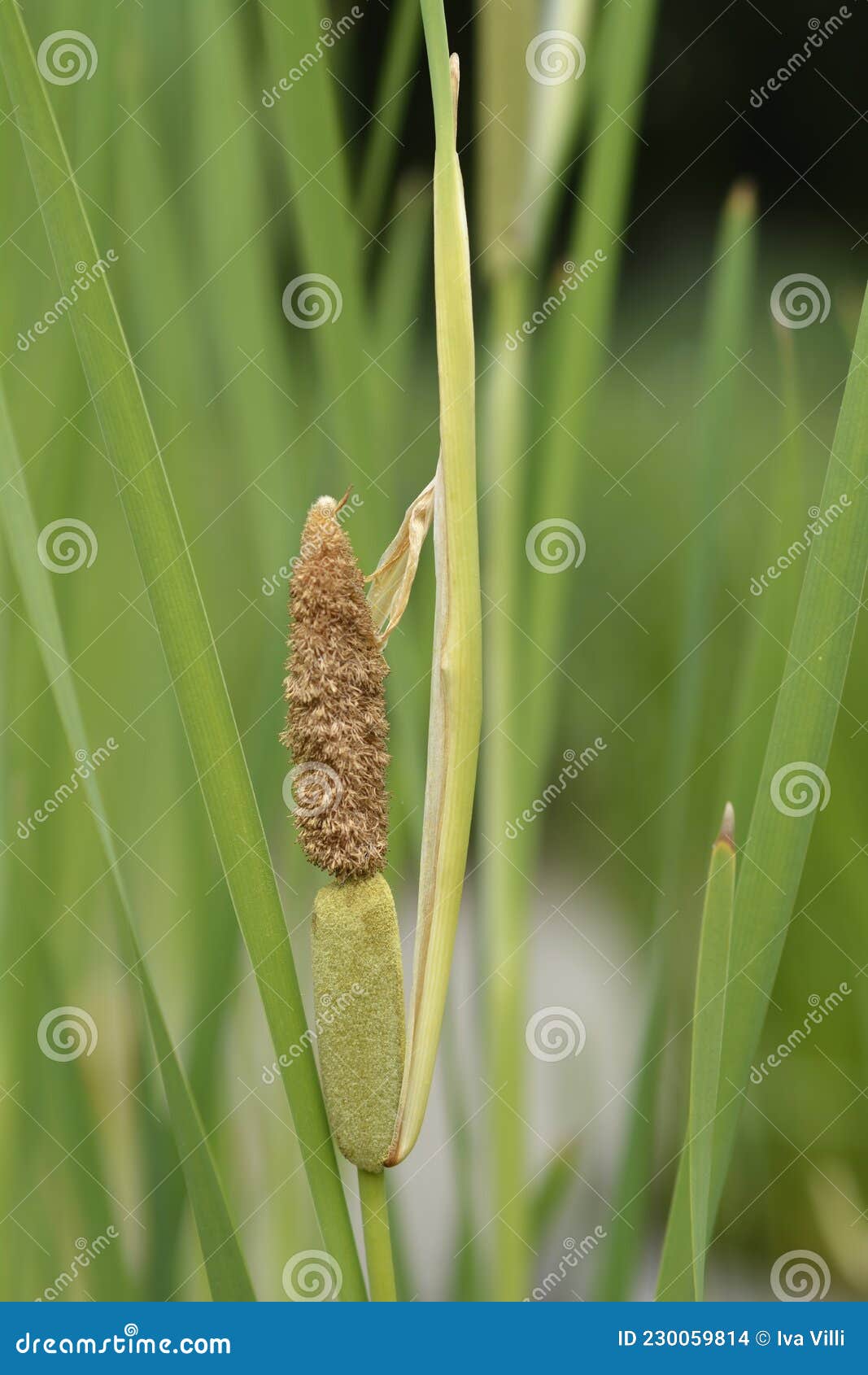 Shuttleworths Cattail stock photo. Image of wetland - 230059814