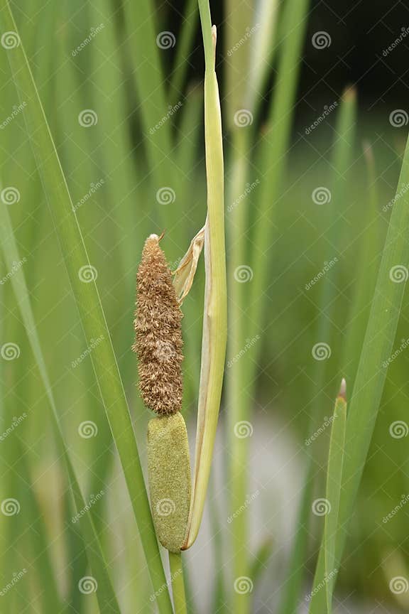 Shuttleworths Cattail stock photo. Image of wetland - 230059814