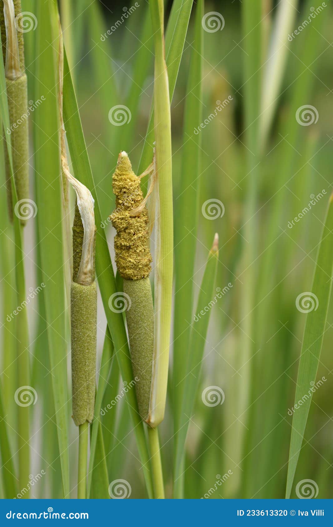 Shuttleworths Cattail stock photo. Image of garden, broadleaf - 233613320