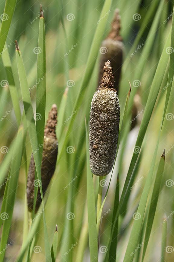 Shuttleworths Cattail stock image. Image of garden, nature - 329737223