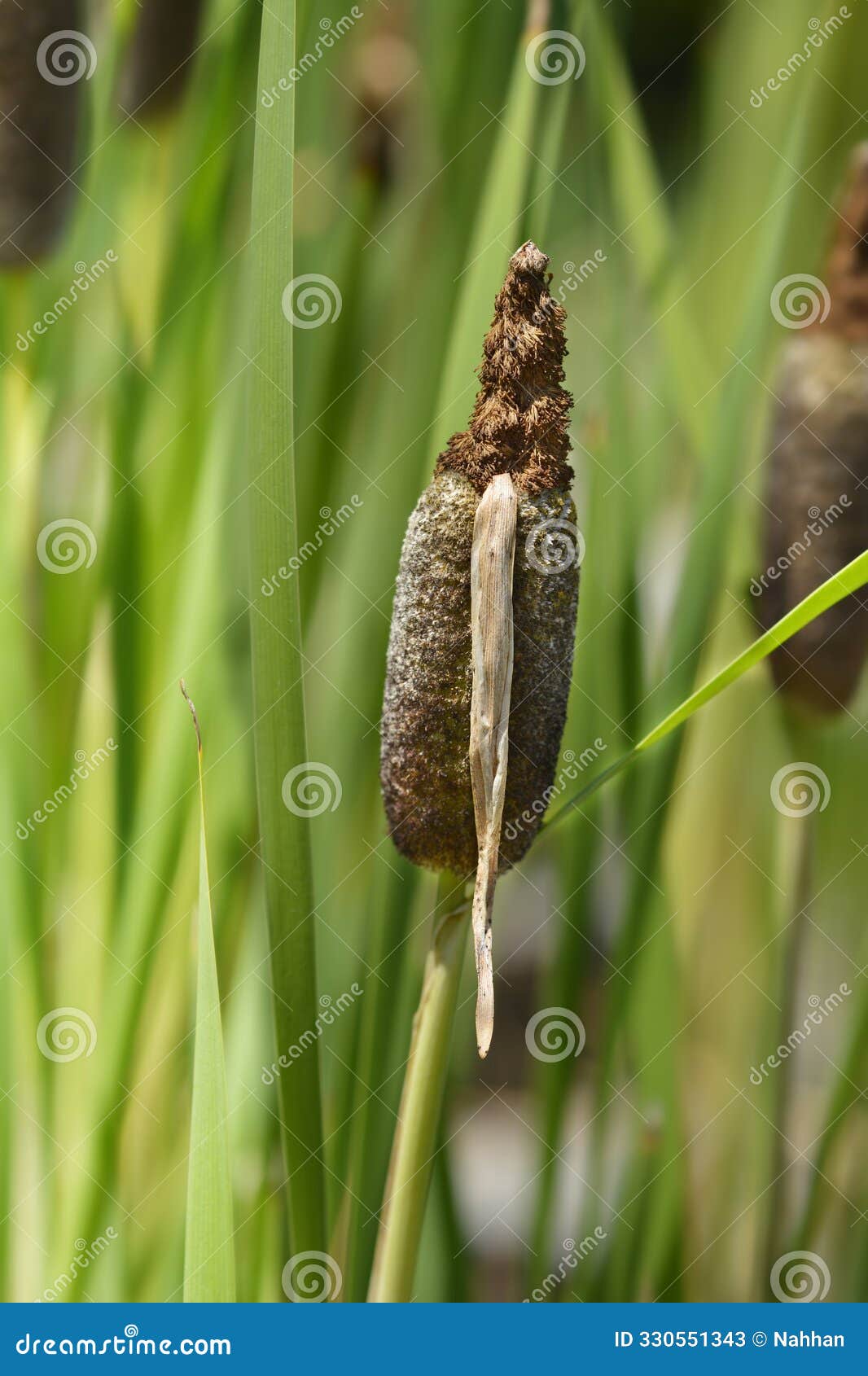 Shuttleworths Cattail stock image. Image of garden, nature - 330551343