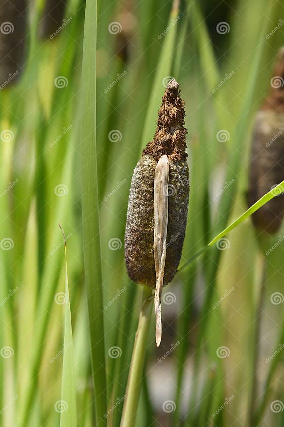 Shuttleworths Cattail stock image. Image of garden, nature - 330551343