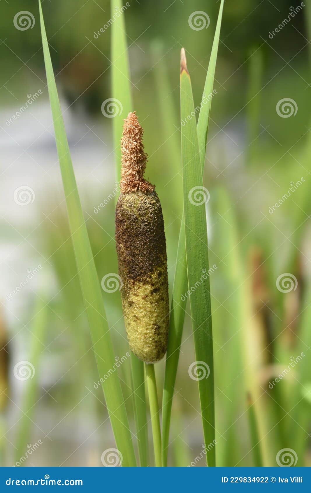 Shuttleworths Cattail stock photo. Image of shuttleworthii - 229834922