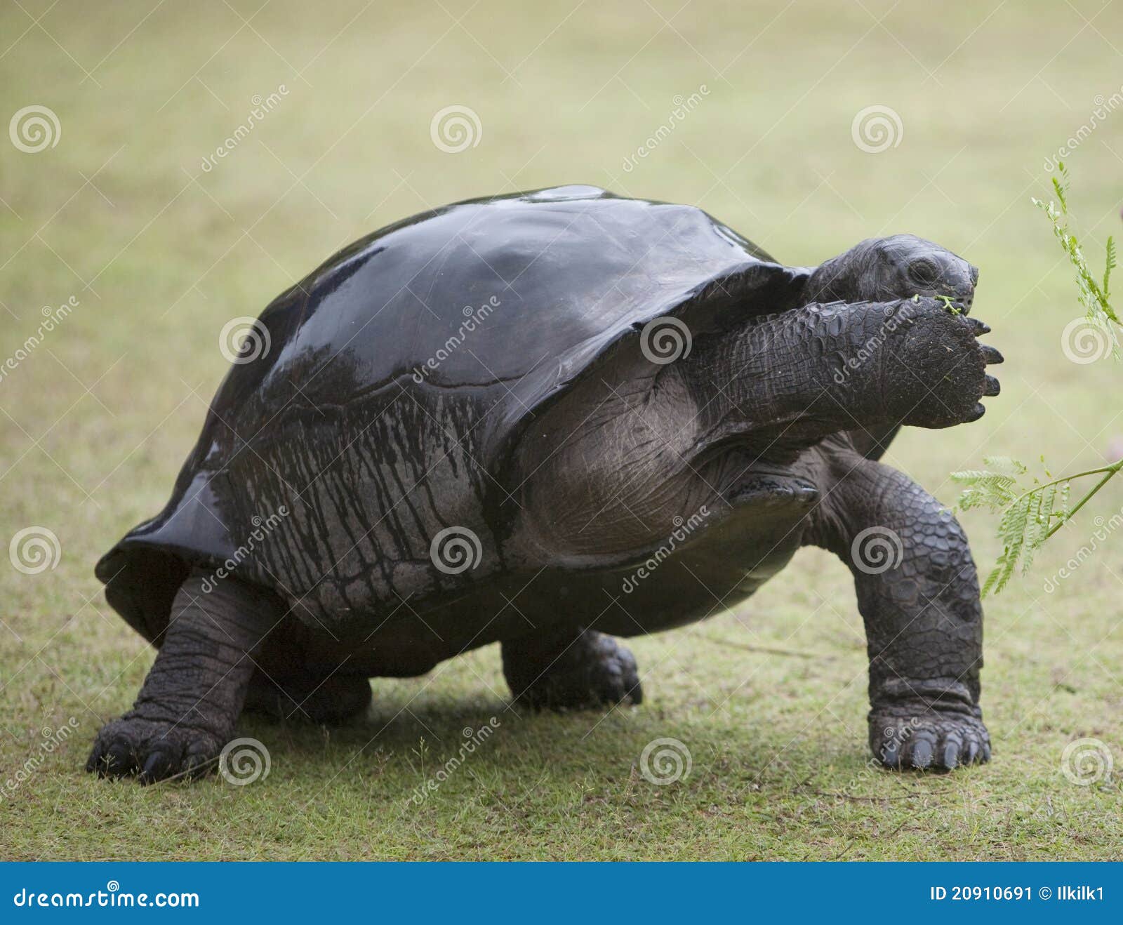 Shy Big Turtle Covering Its Snout with Paw Stock Image - Image of ...