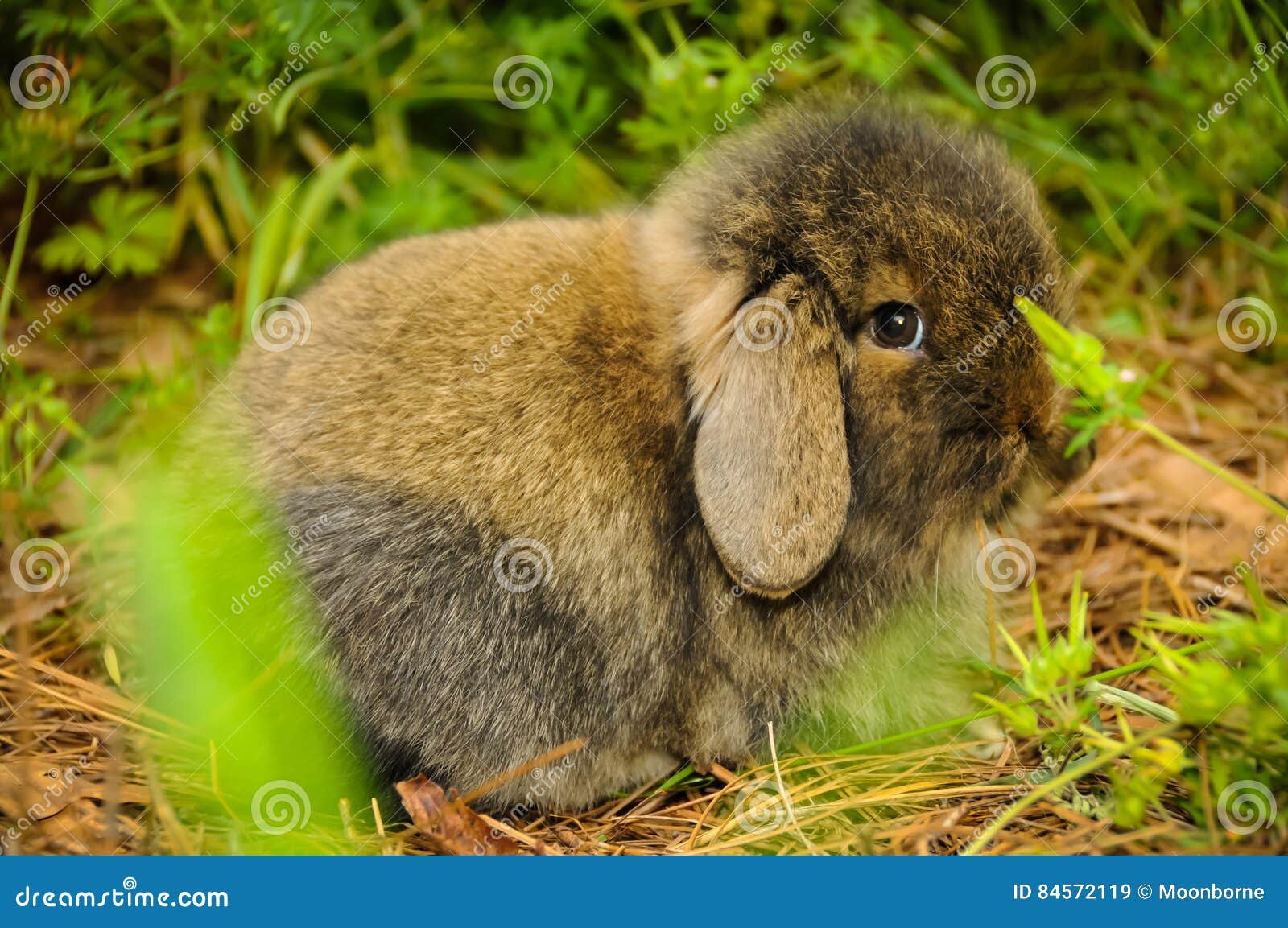 Shy Bunny Rabbit stock image. Image of cottontail, cute - 84572119