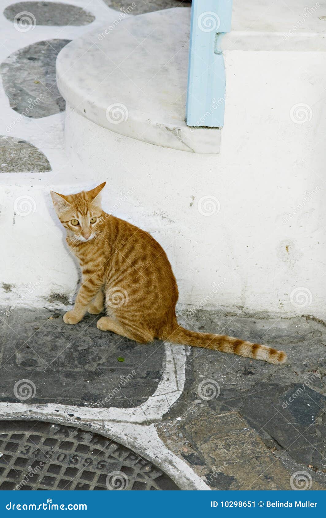 Shy cat stock image. Image of eyes, experiences, mood - 10298651