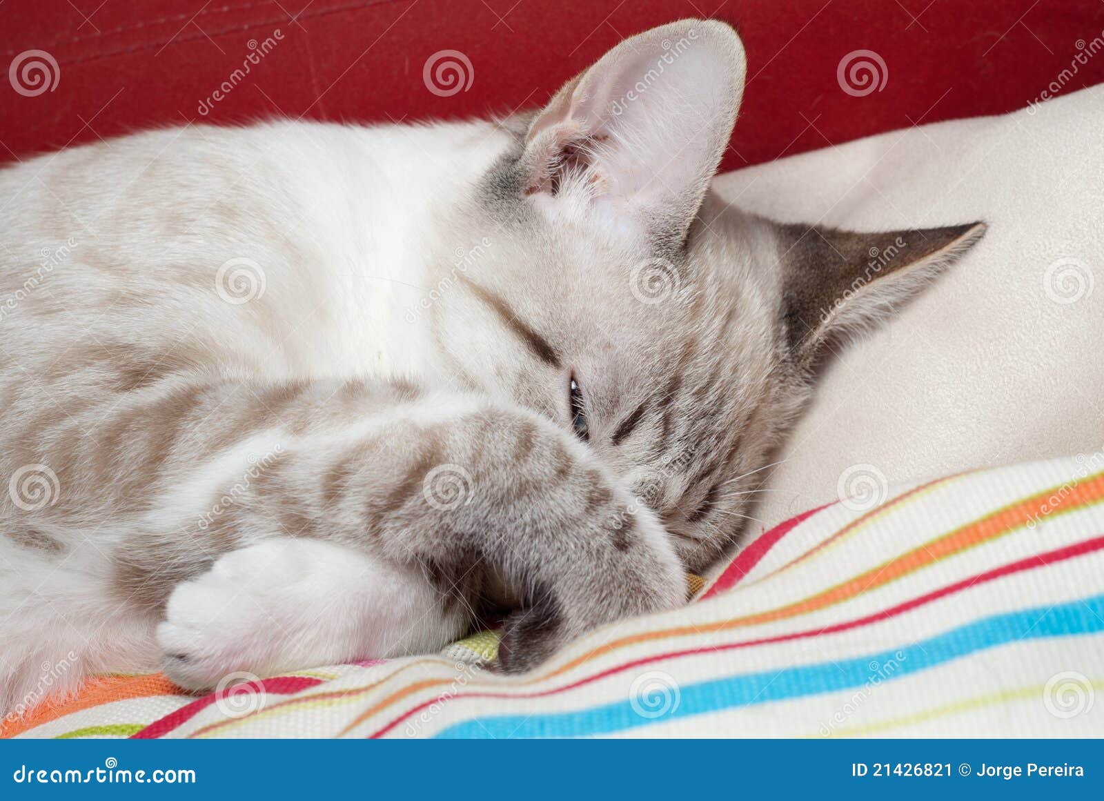 Shy cat stock image. Image of claws, kitten, pillow, embarrassed - 21426821