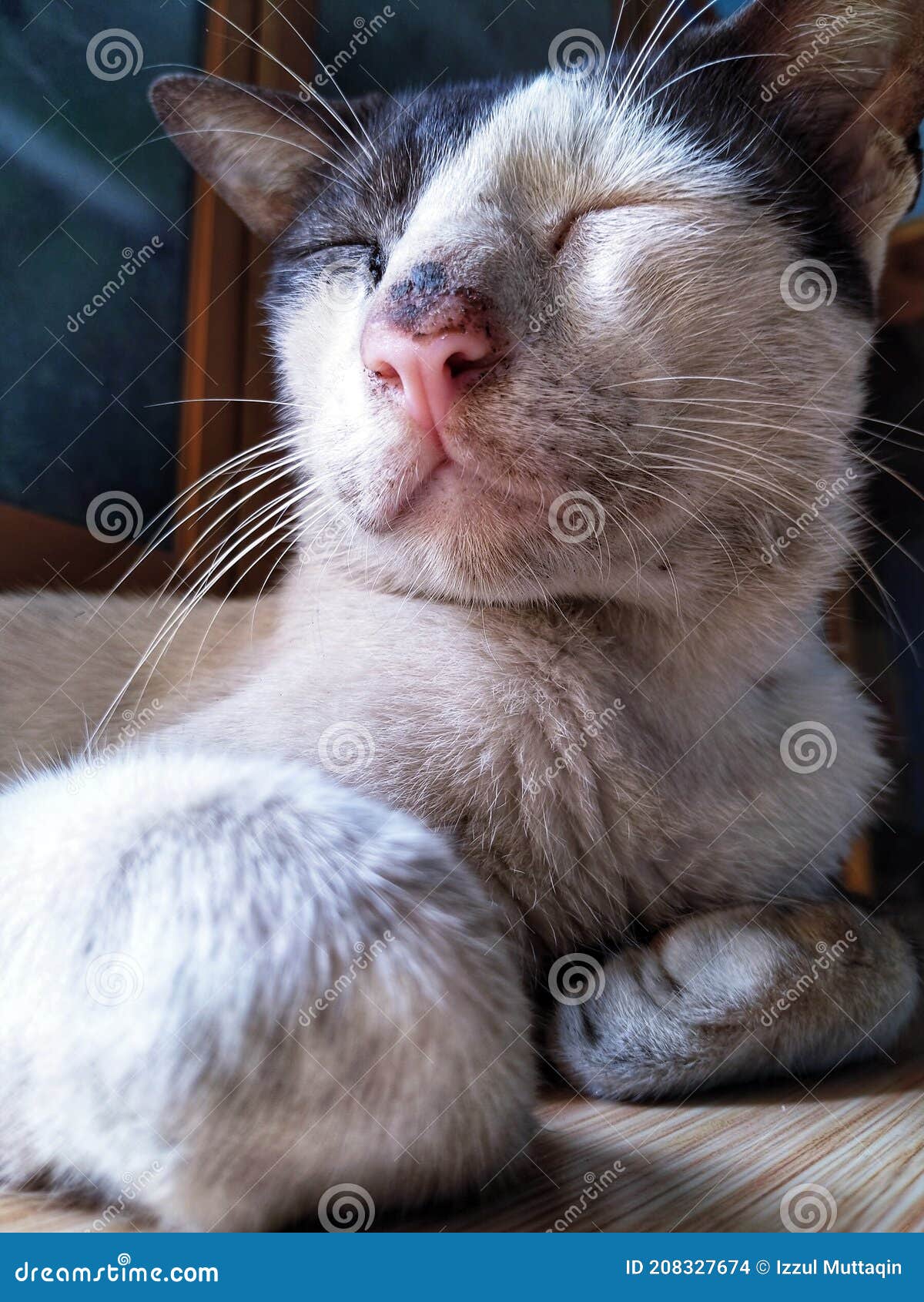 Shy cat in photo stock photo. Image of moment, whiskers - 208327674