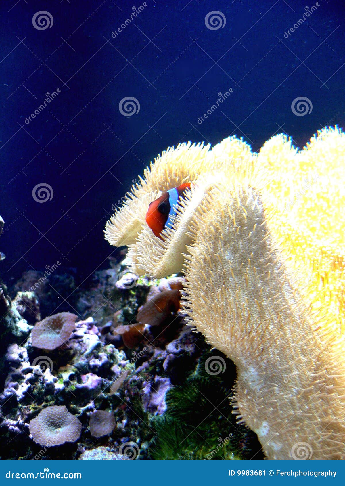 Shy Clown Fish Picture. Image: 9983681
