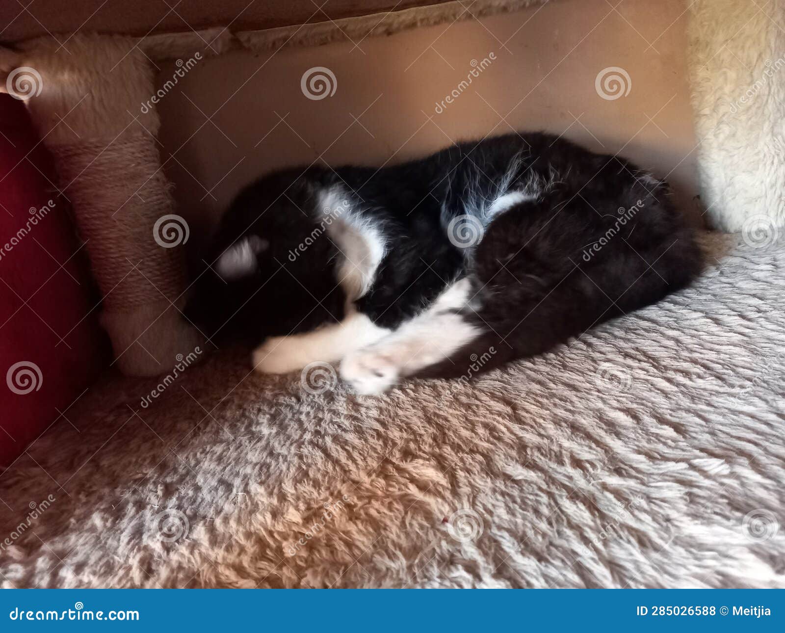 Shy cute cat stock photo. Image of kitten, skin, mammal - 285026588