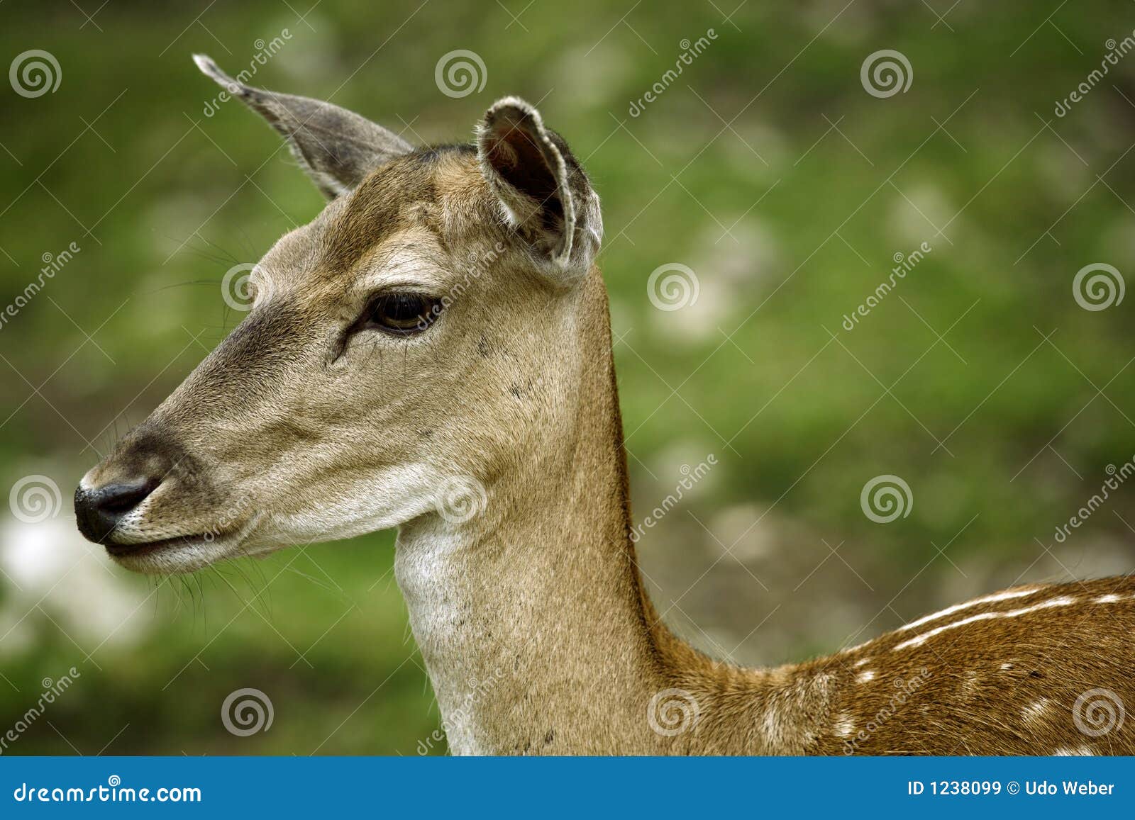 Shy deer /2 stock image. Image of wildlife, ears, head - 1238099