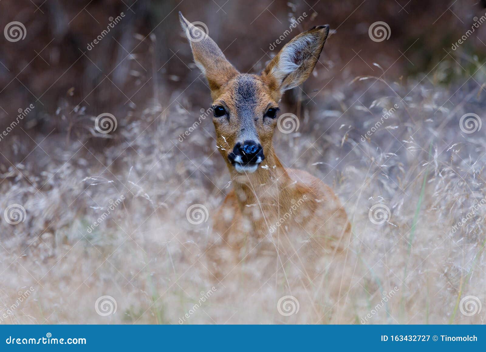 A shy deer in a grassland stock image. Image of deer - 163432727