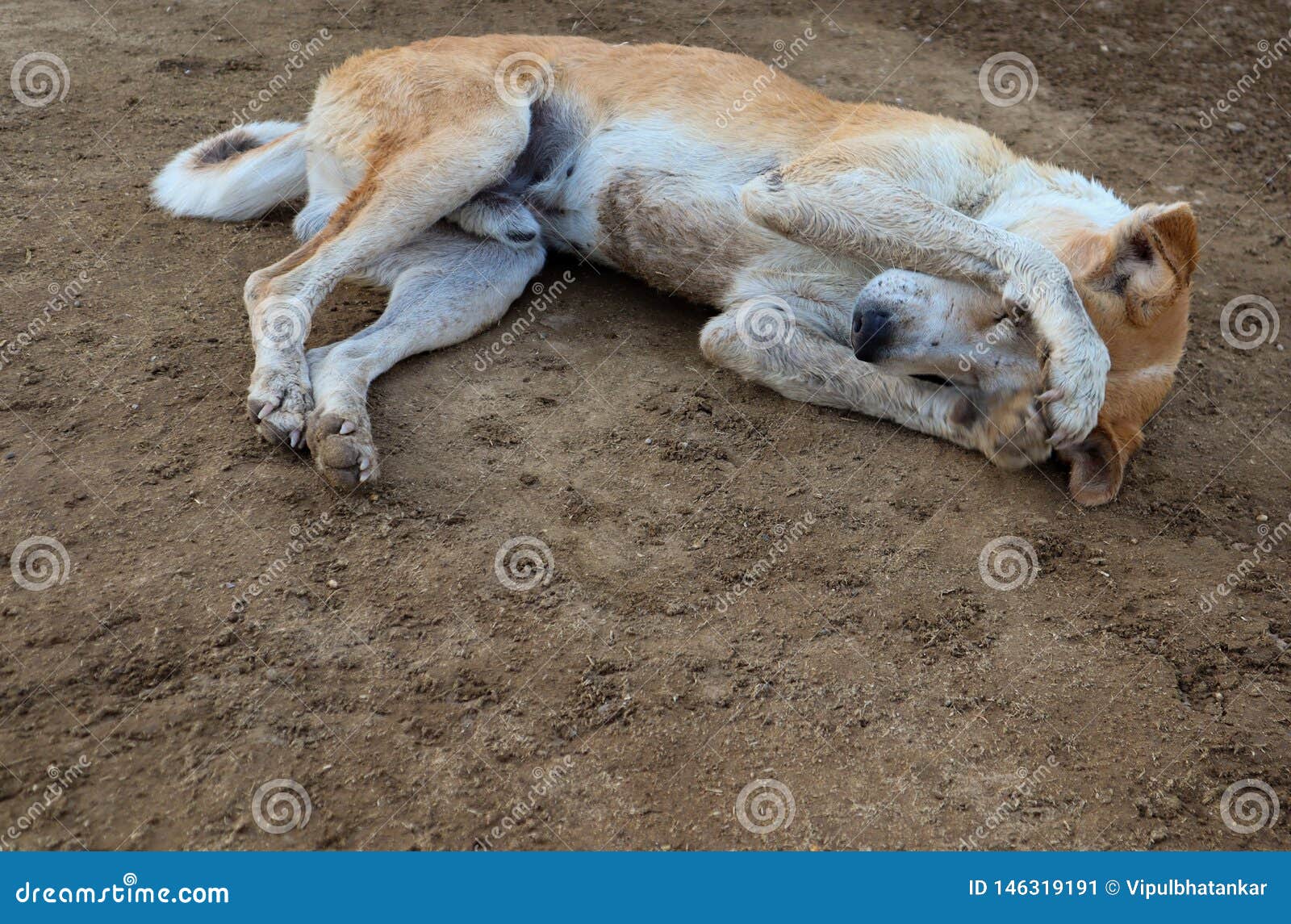 Shy dog sleeping on ground stock image. Image of hiding - 146319191