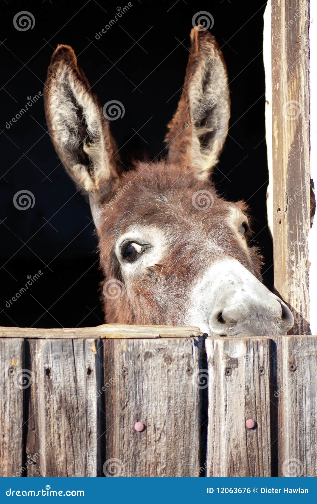 Donkey Look At The Camera Stock Photography | CartoonDealer.com #137936942