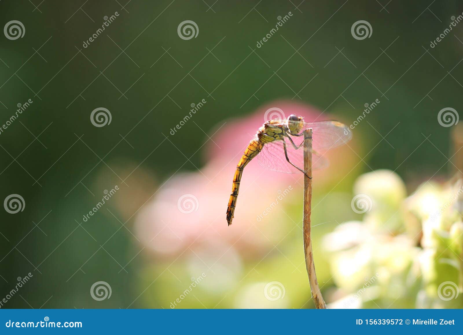 A Shy Dragonfly Resting in the Sun Stock Photo - Image of field ...