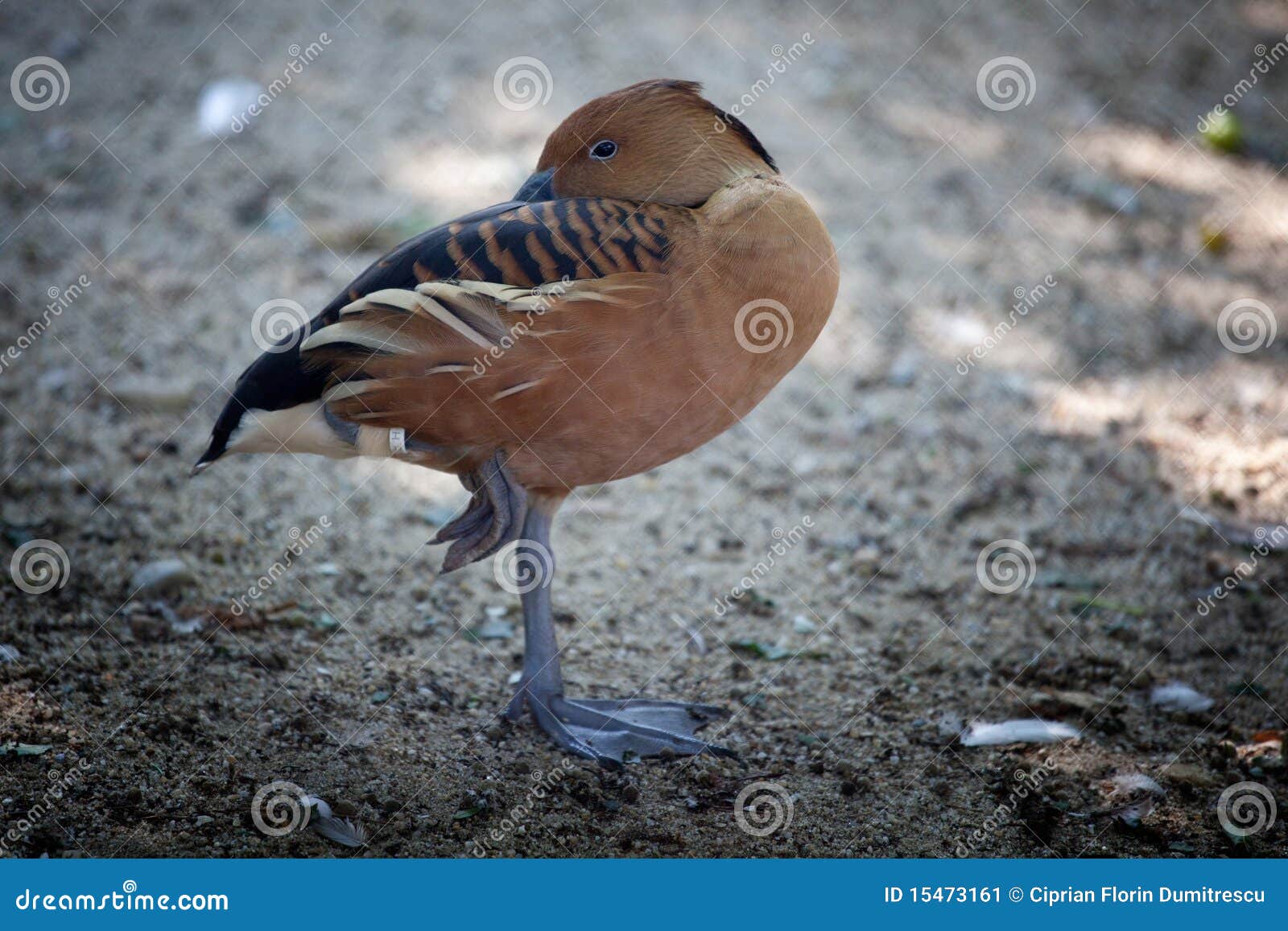 Shy duck stock image. Image of hide, freedom, bird, small - 15473161