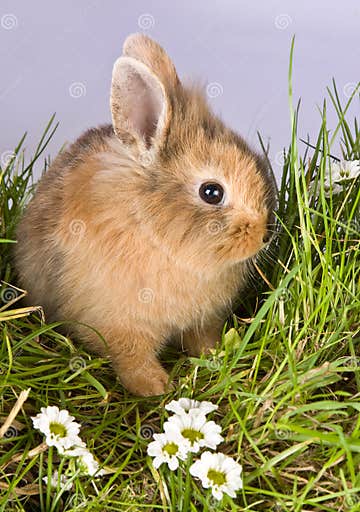 Shy easter bunny stock photo. Image of ears, hopping, spring - 4531200