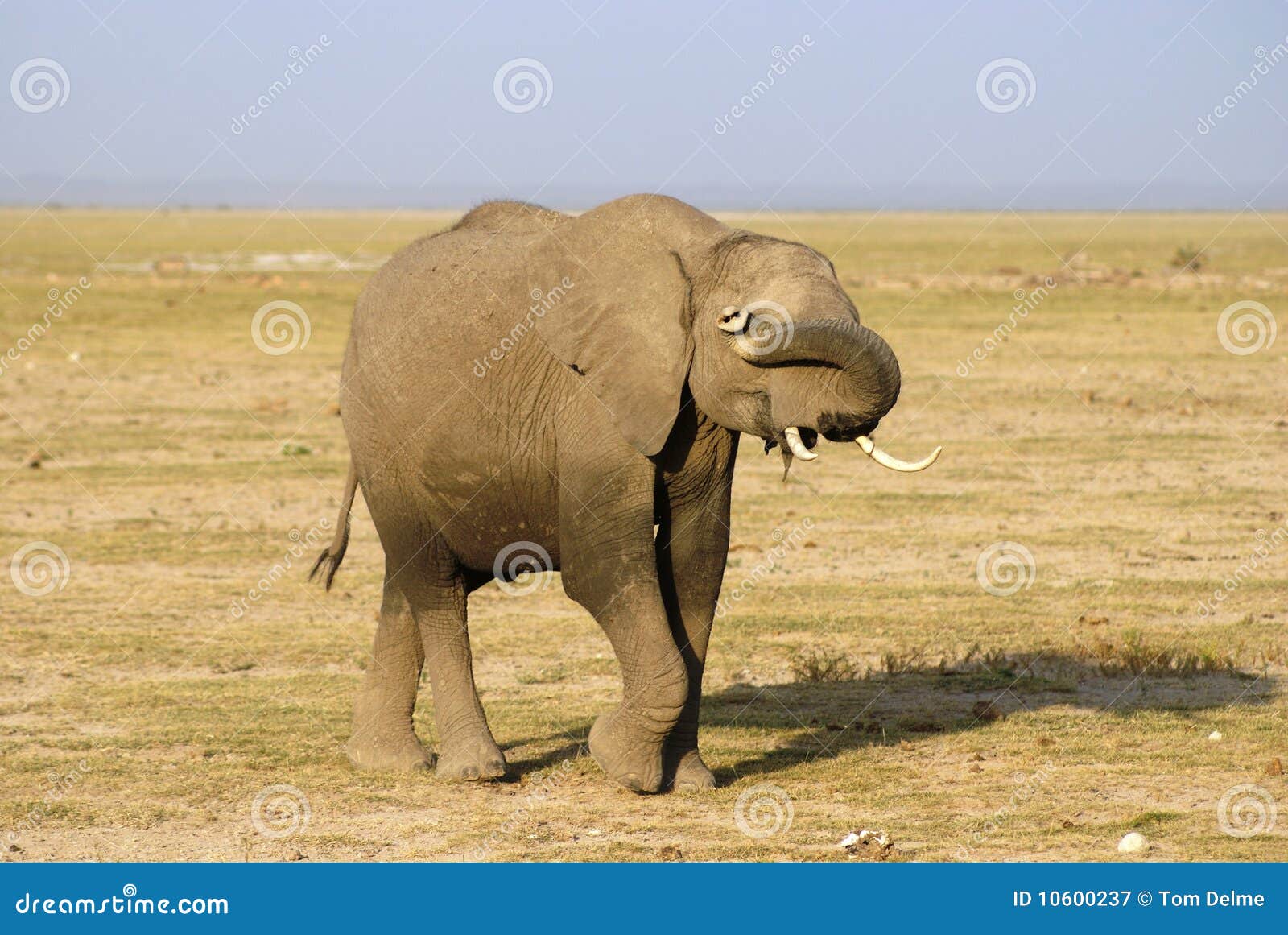 Shy elephant stock image. Image of reserve, africa, trunk - 10600237