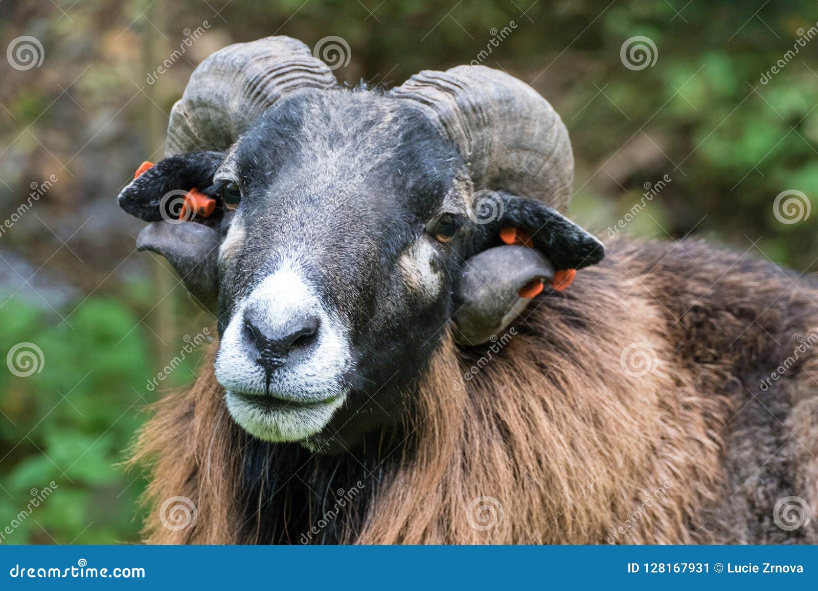 Goat with a curious look stock image. Image of mammal - 128167931