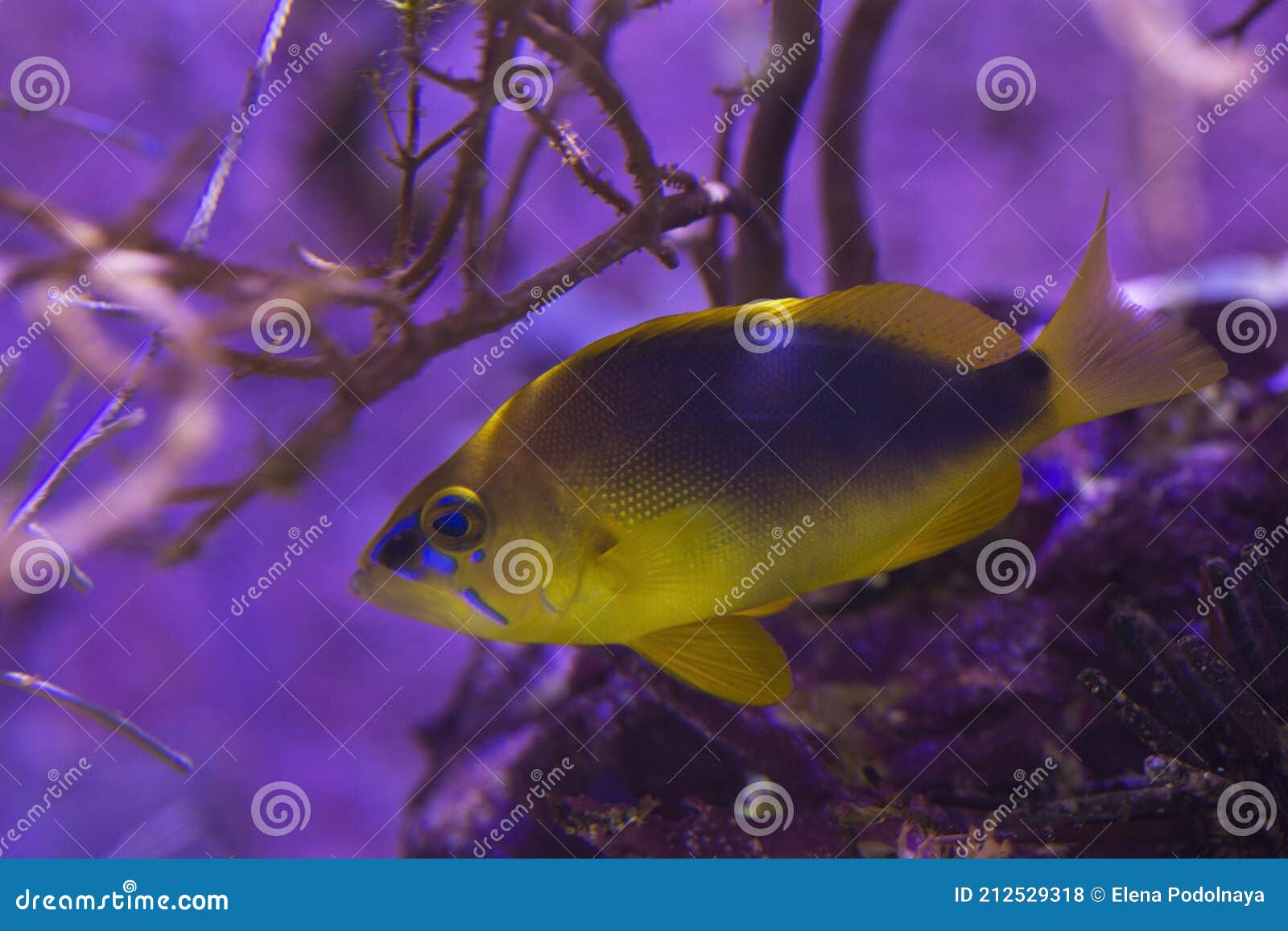 The Shy Hamlet Hypoplectrus Guttavarius. Stock Photo - Image of ...