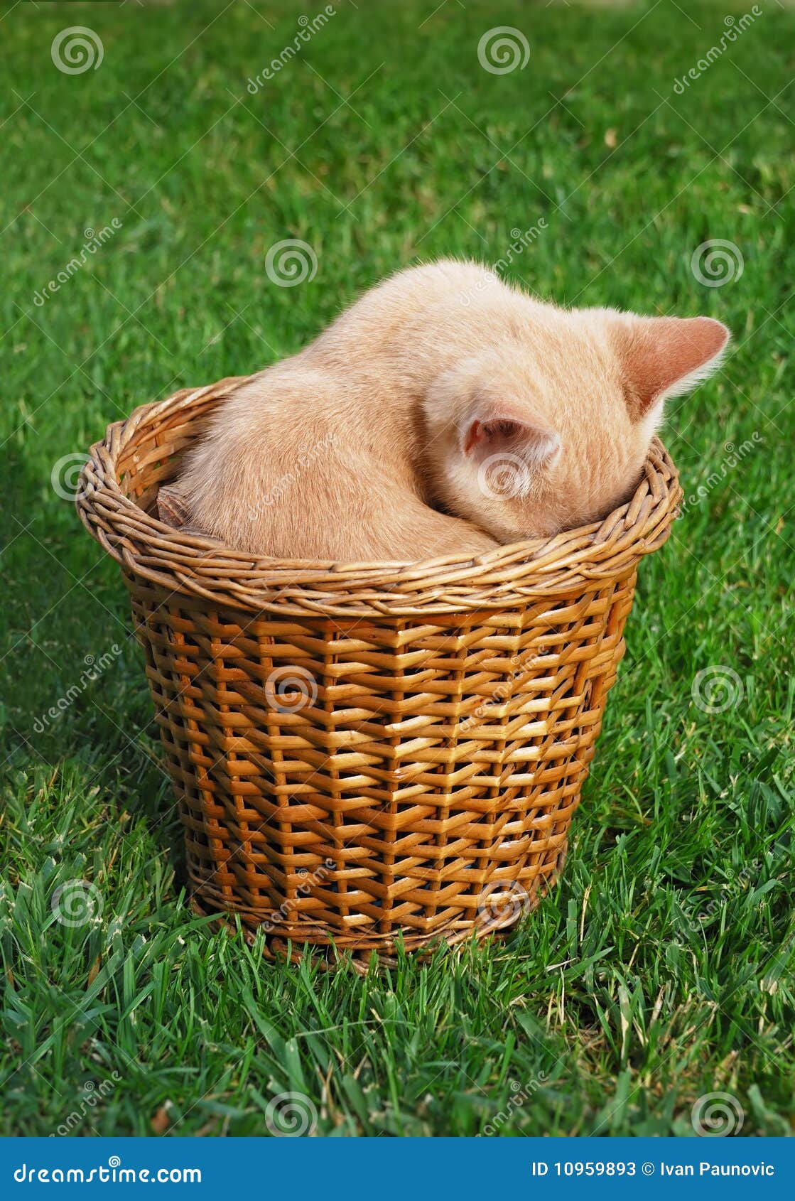 Shy kitten stock image. Image of mammal, animal, nature - 10959893