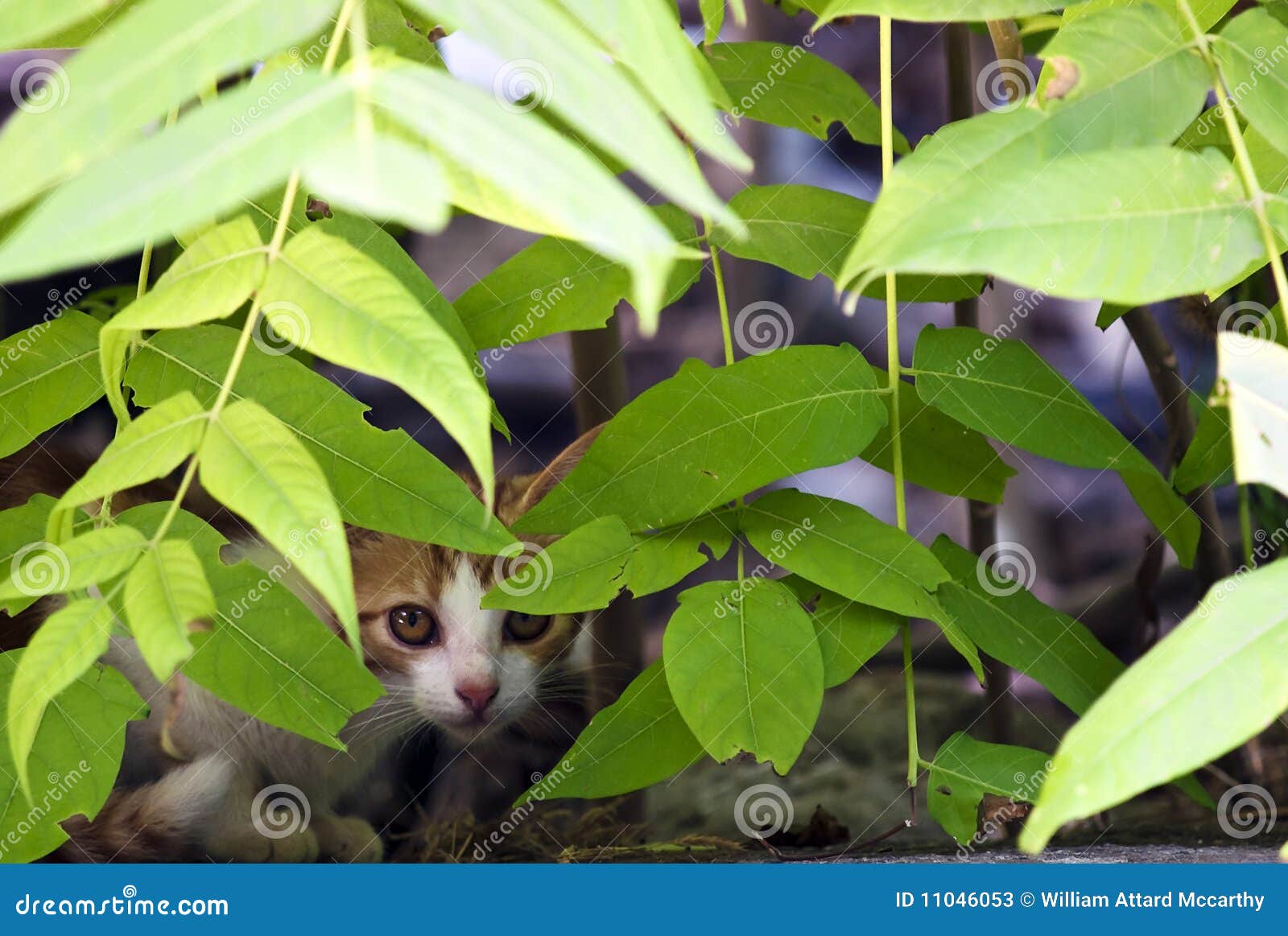 Shy Kitten stock image. Image of detail, kitten, kitty - 11046053