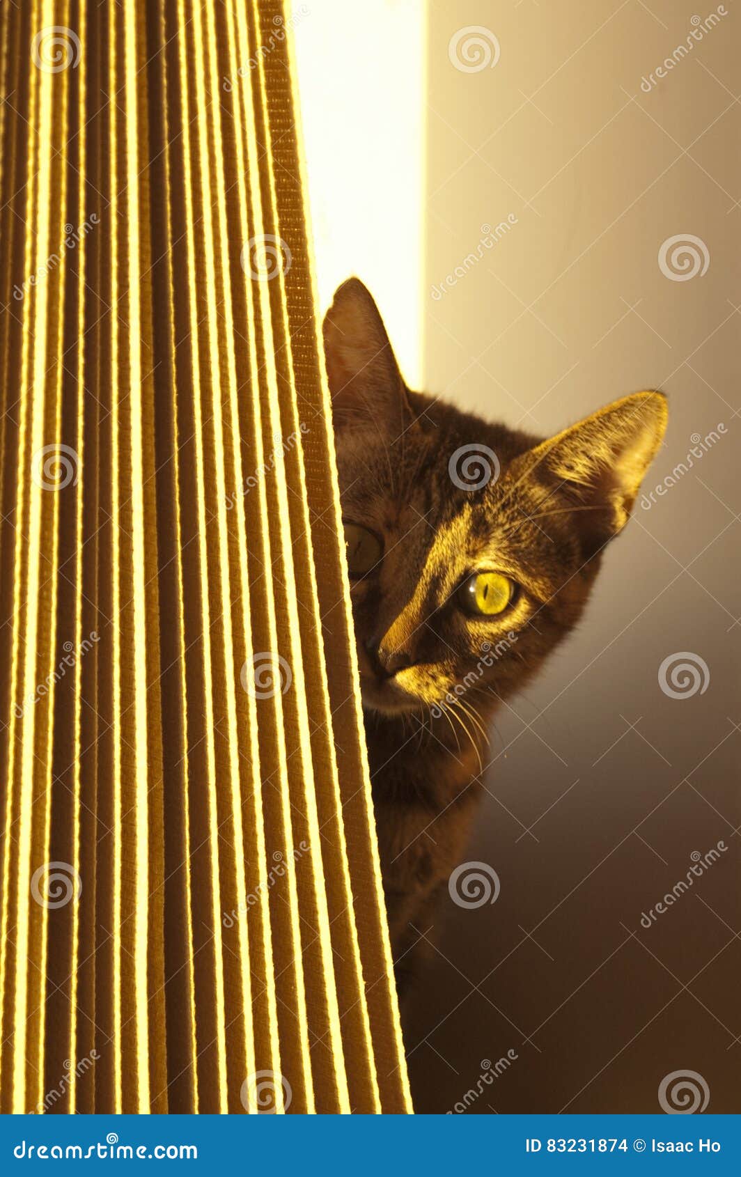 Shy Kitten stock photo. Image of lovely, indoor, curiosity - 83231874