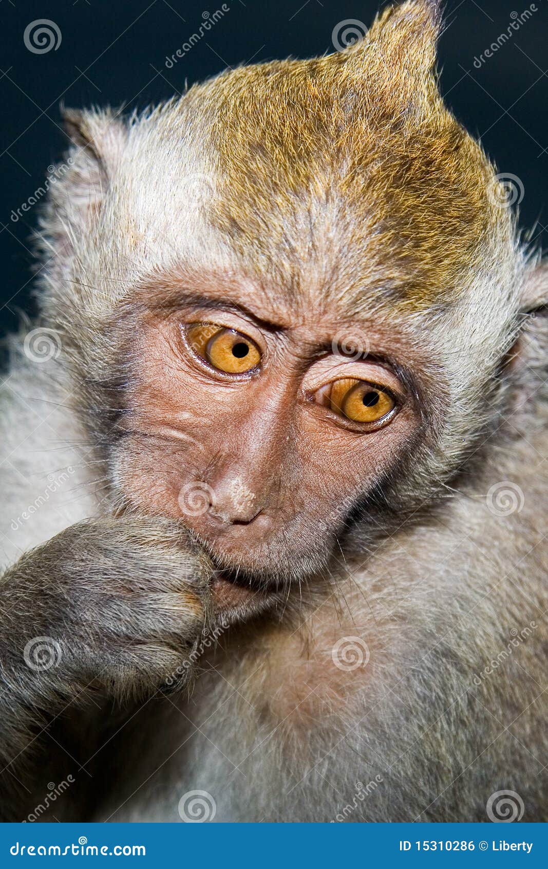 Shy Monkey stock photo. Image of tailed, primate, animal - 15310286