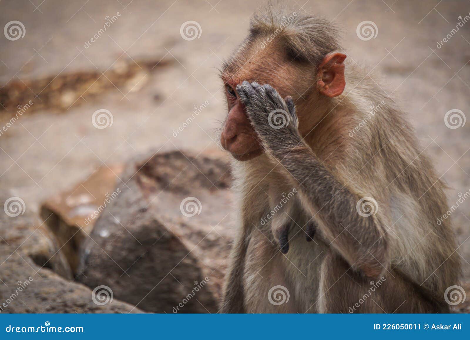 Shy monkey cute looking stock image. Image of cute, chimpanzee - 226050011