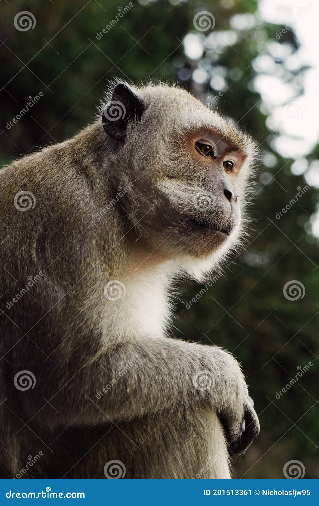 A shy monkey stock image. Image of portrait, monkey - 201513361