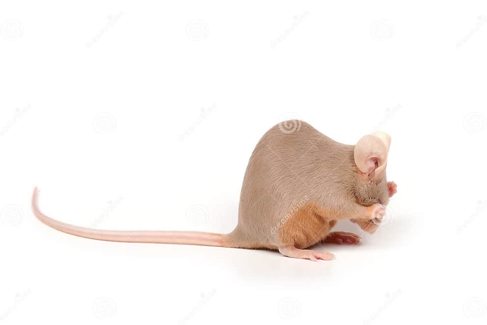 Shy mouse stock image. Image of close, portret, crying - 1409389