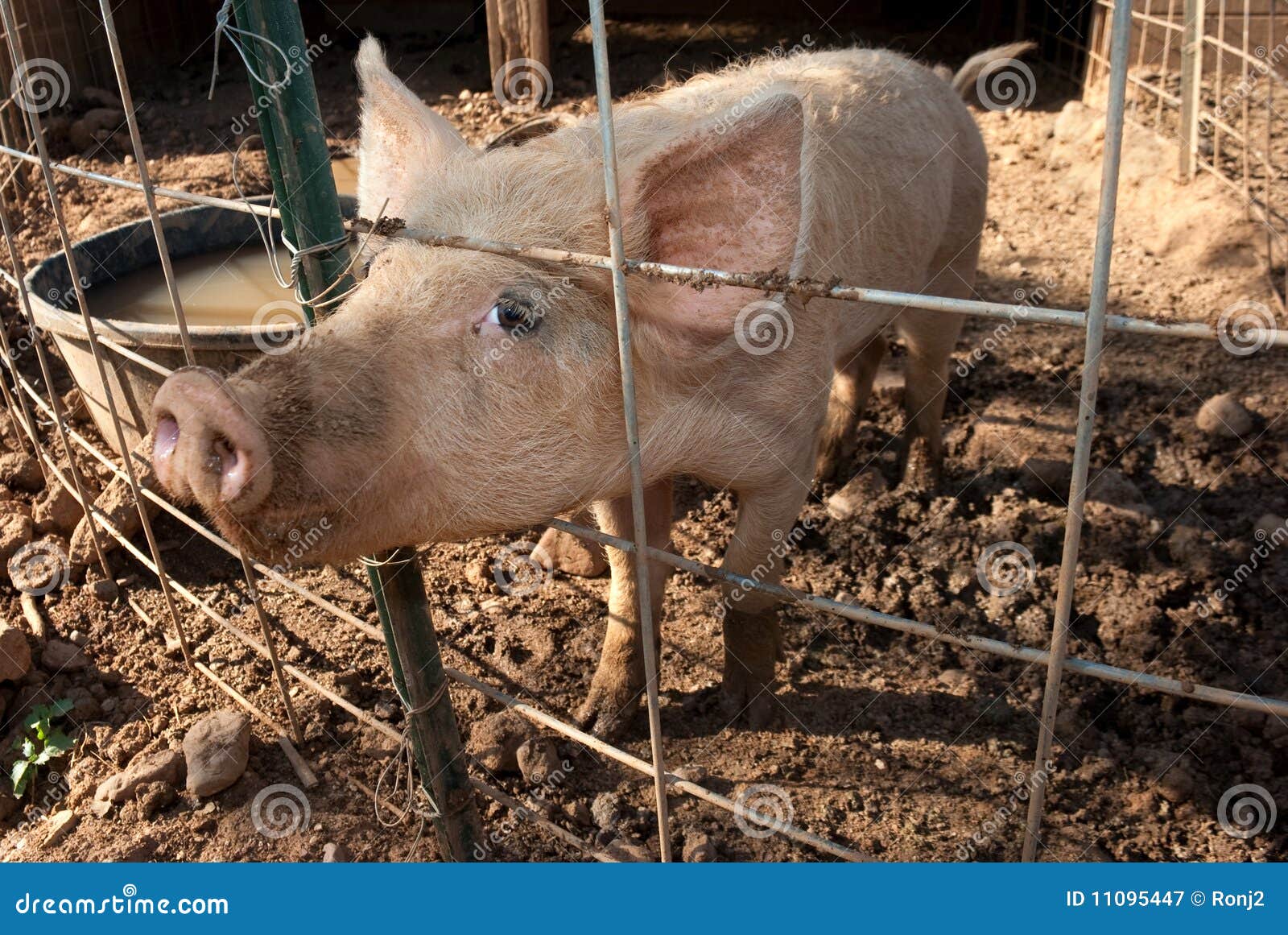 299 Shy Pig Stock Photos - Free & Royalty-Free Stock Photos from Dreamstime