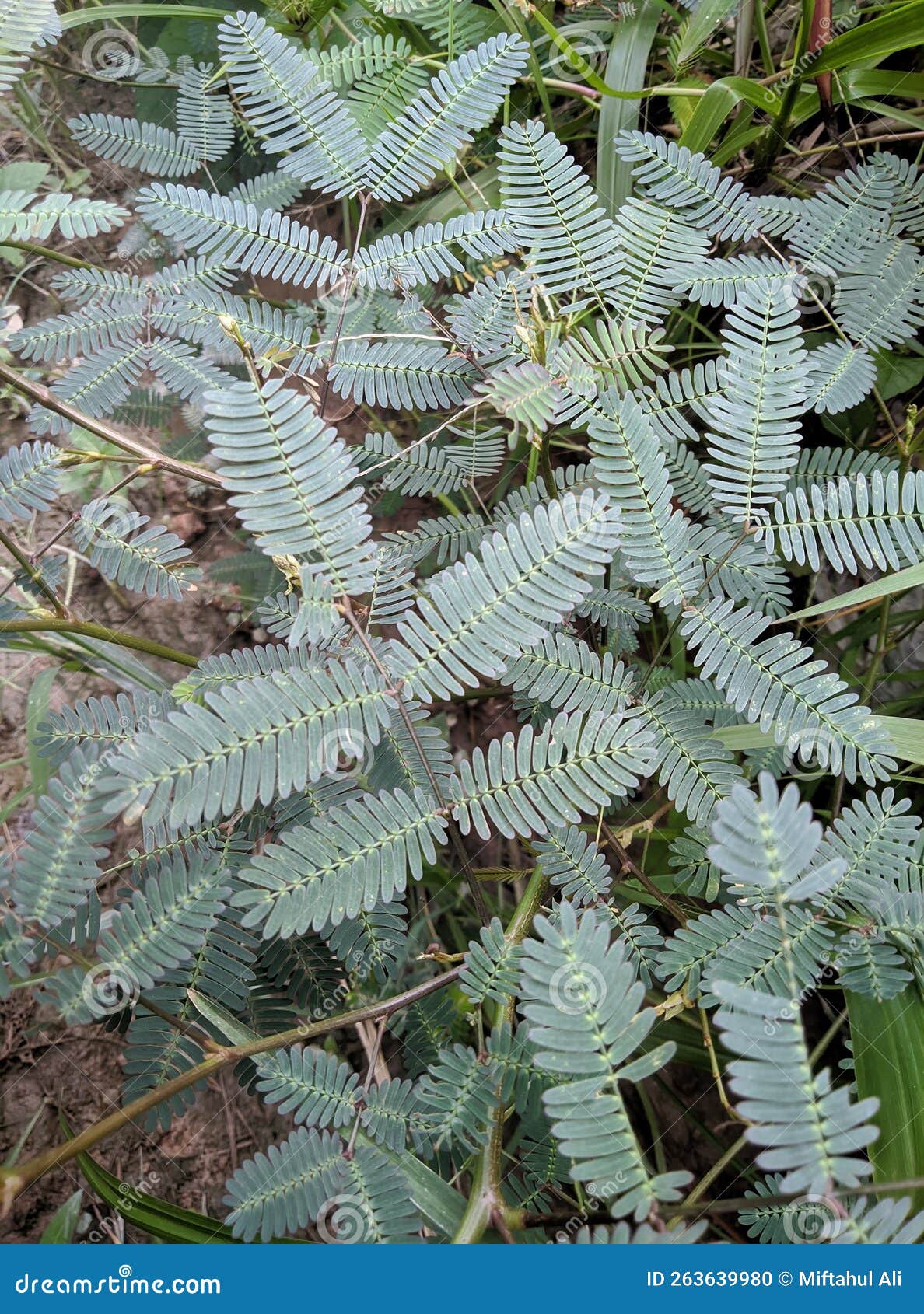 Shy princess grass stock photo. Image of tree, flowering - 263639980