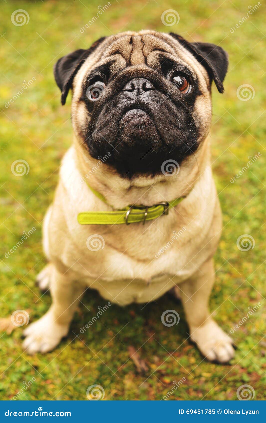 Shy pug sitting stock image. Image of outdoors, mammal - 69451785