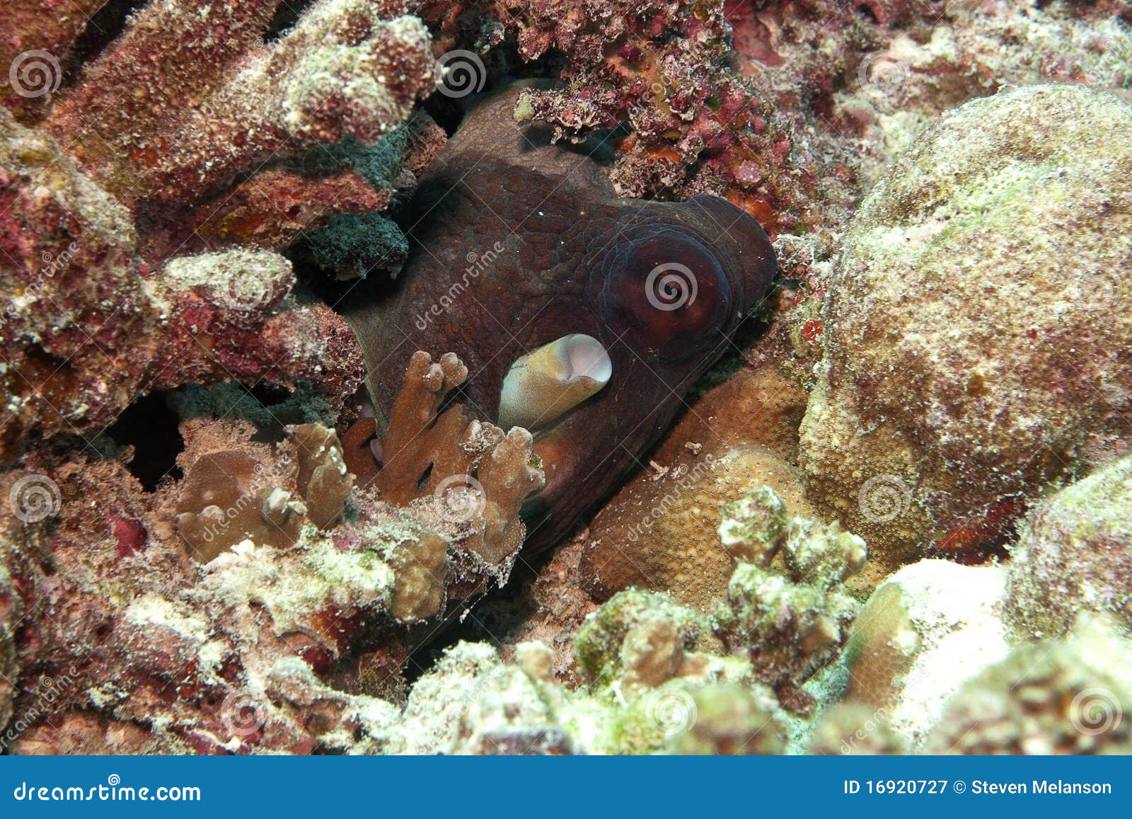 Shy purple octopus stock image. Image of cruise, hiding - 16920727