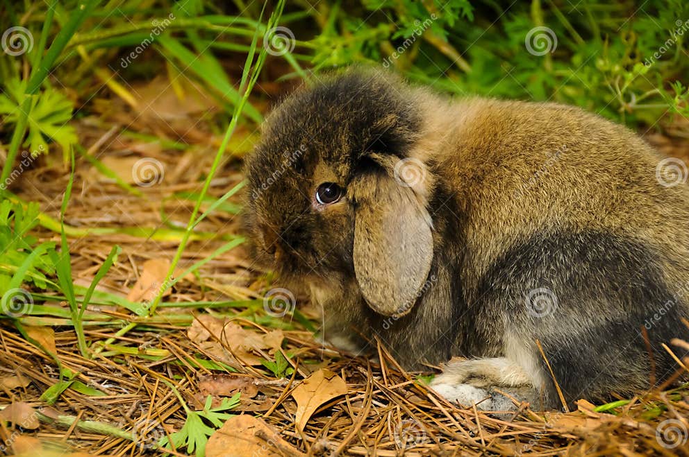 Shy Rabbit stock image. Image of rabbit, fluffy, green - 84564089