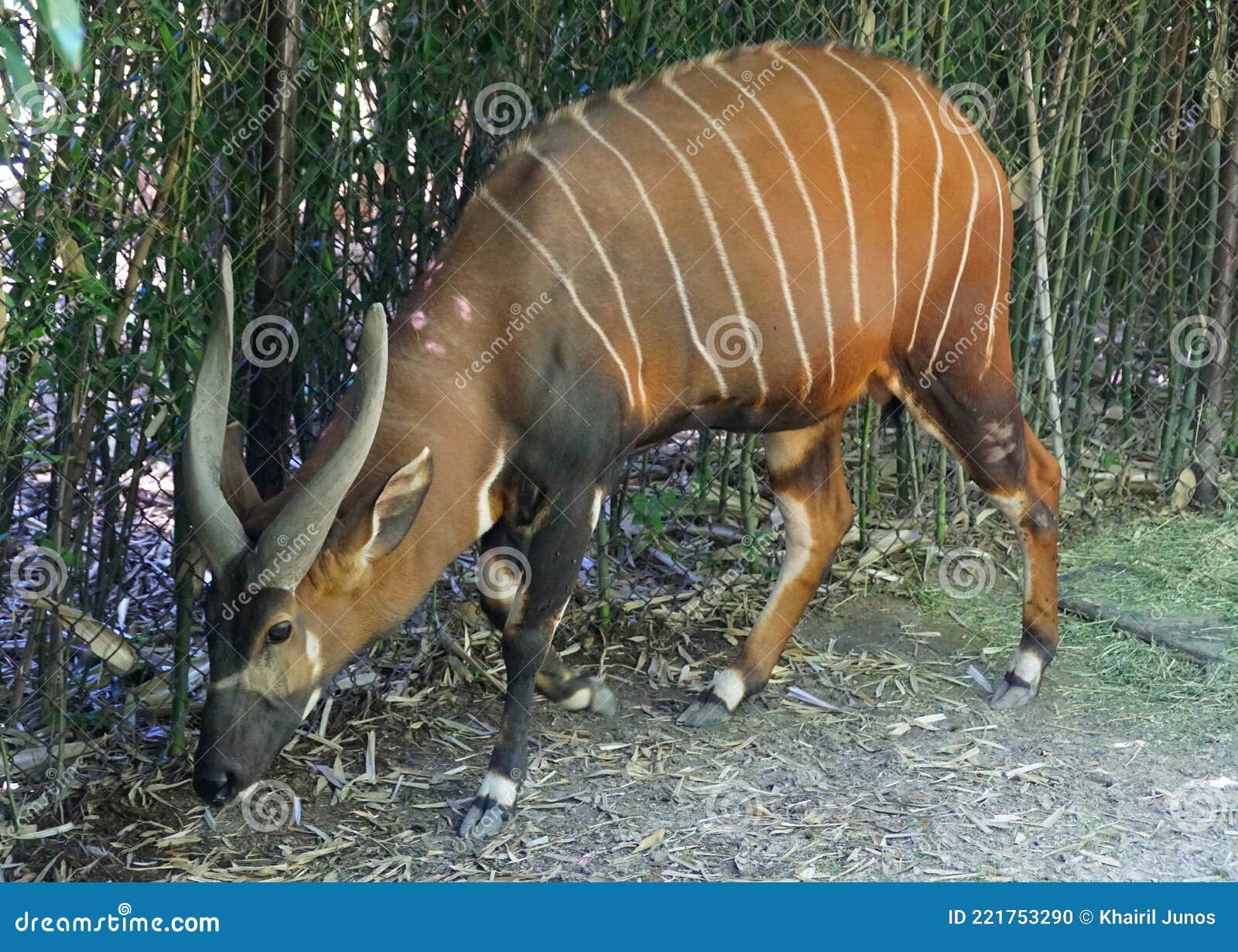The Shy and Reclusive Bongo, One of the Largest Forest Antelopes Stock ...