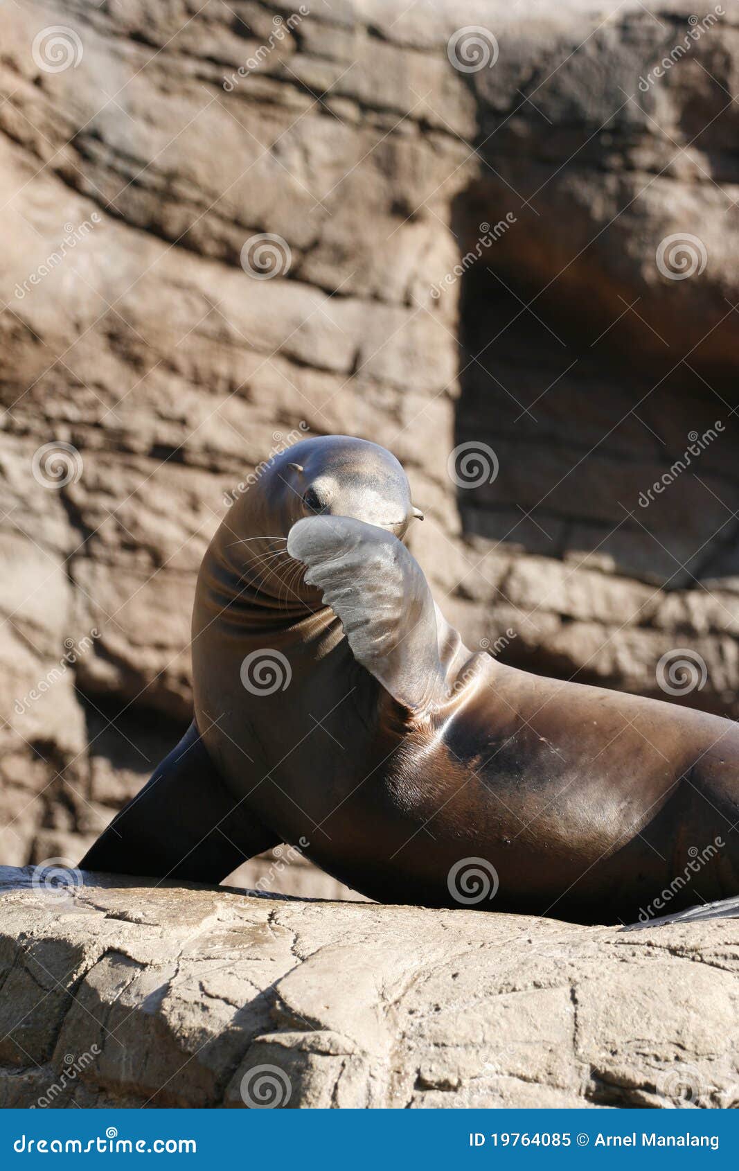 Shy Sea Lion stock image. Image of saluting, animal, seals - 19764085