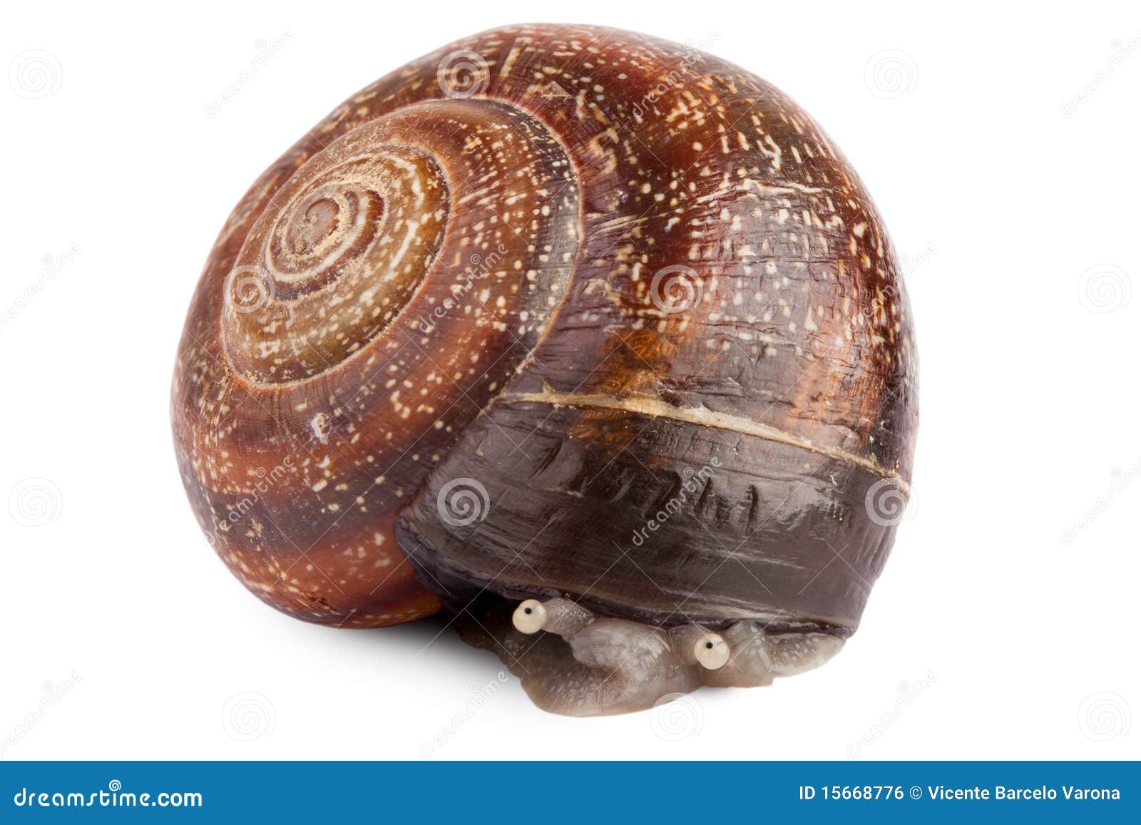 392 Hidden Snail Photos - Free & Royalty-Free Stock Photos from Dreamstime