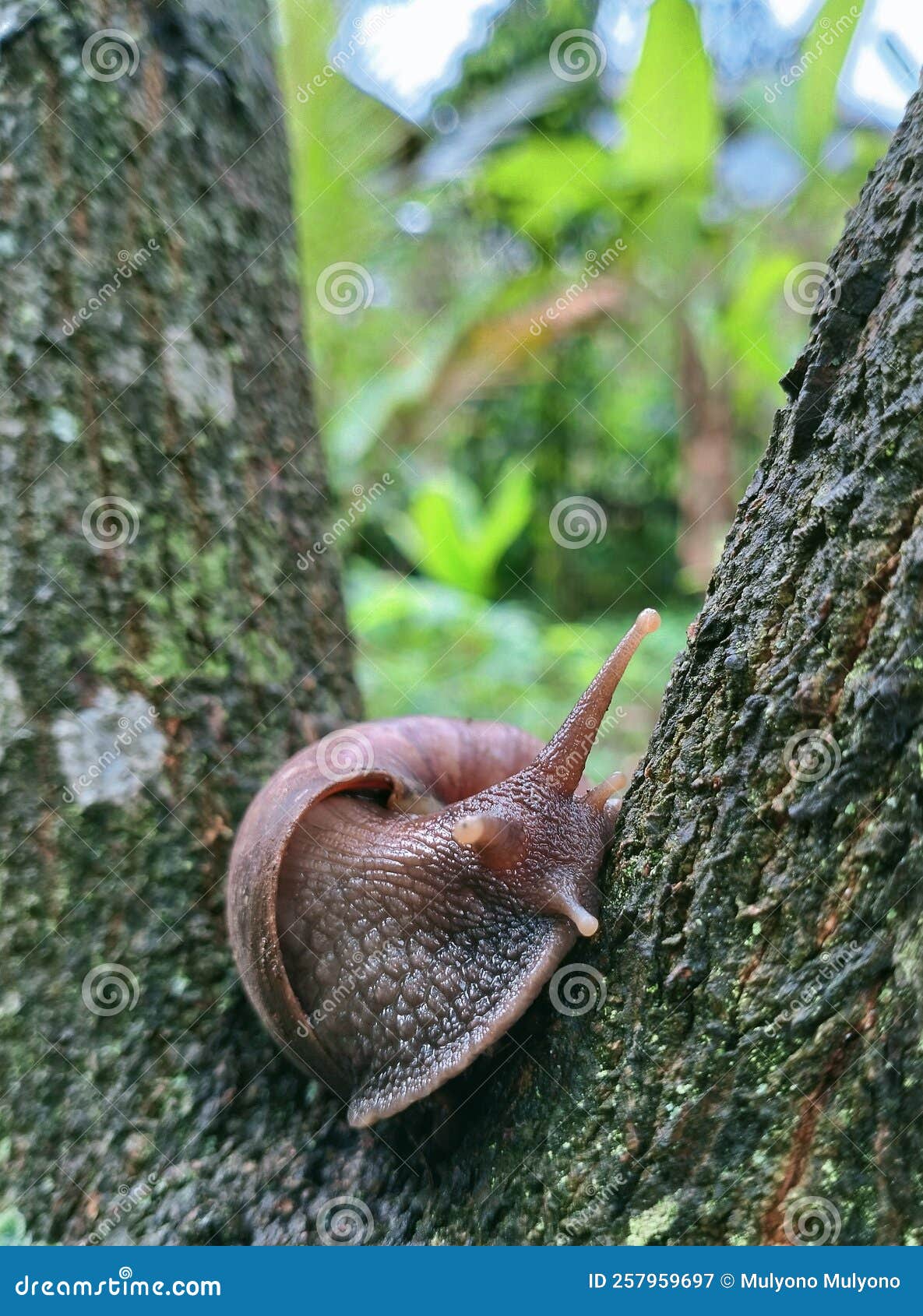 Snail Hiding During The Day, Nosy Komba, Madagascar Royalty-Free Stock ...